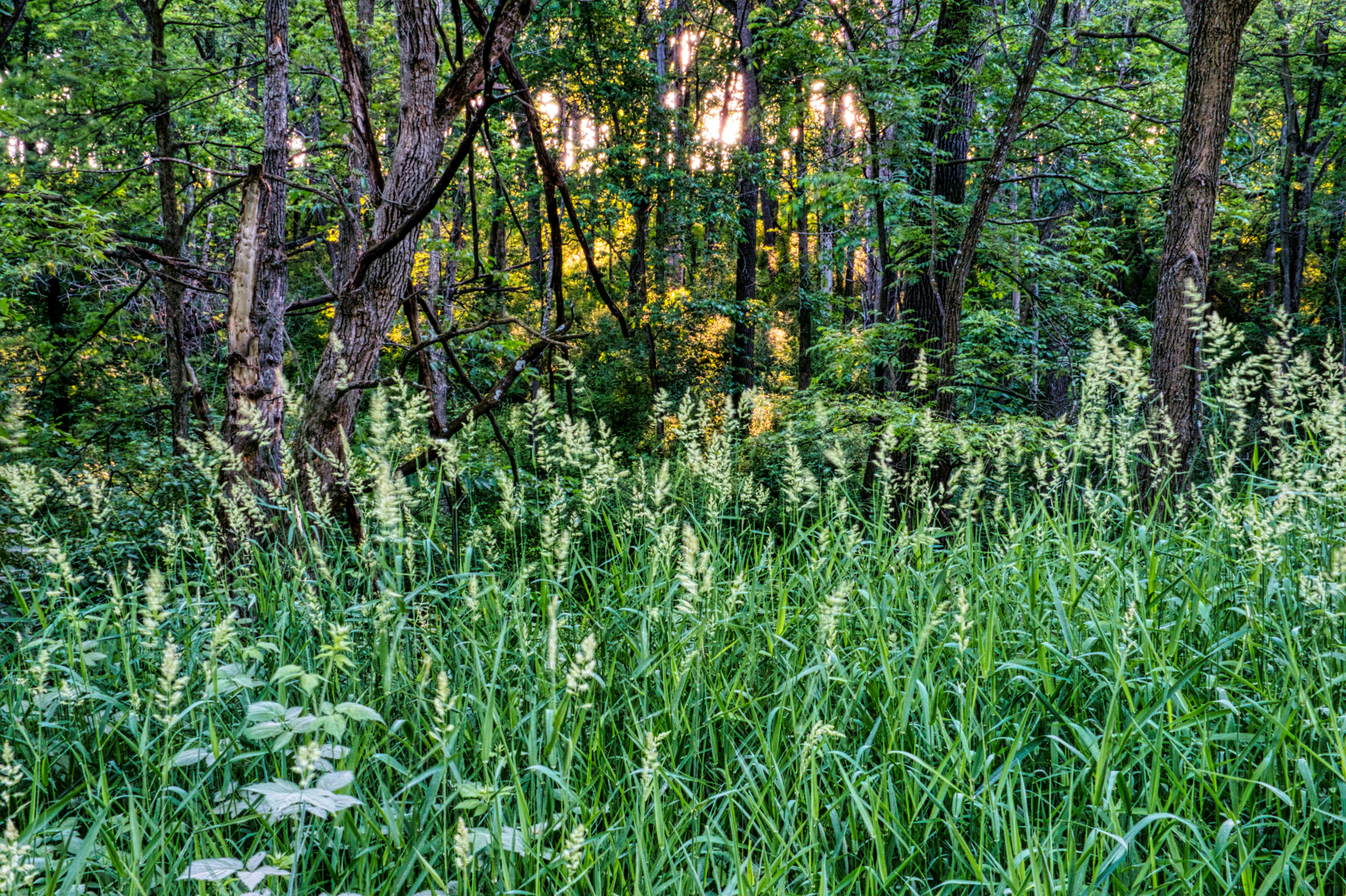 Grass in the Forest · Free Stock Photo
