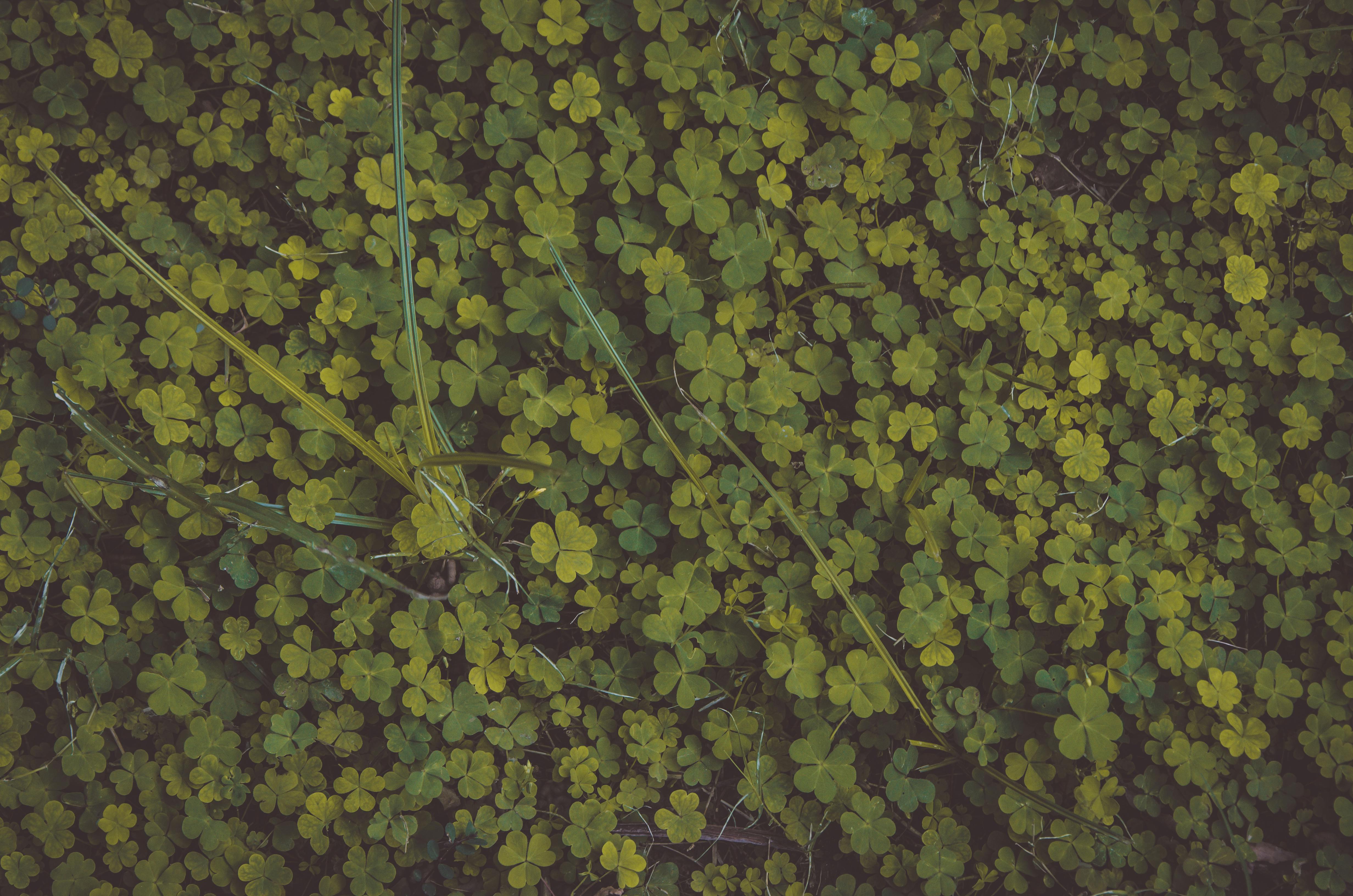 Photo of Clovers · Free Stock Photo