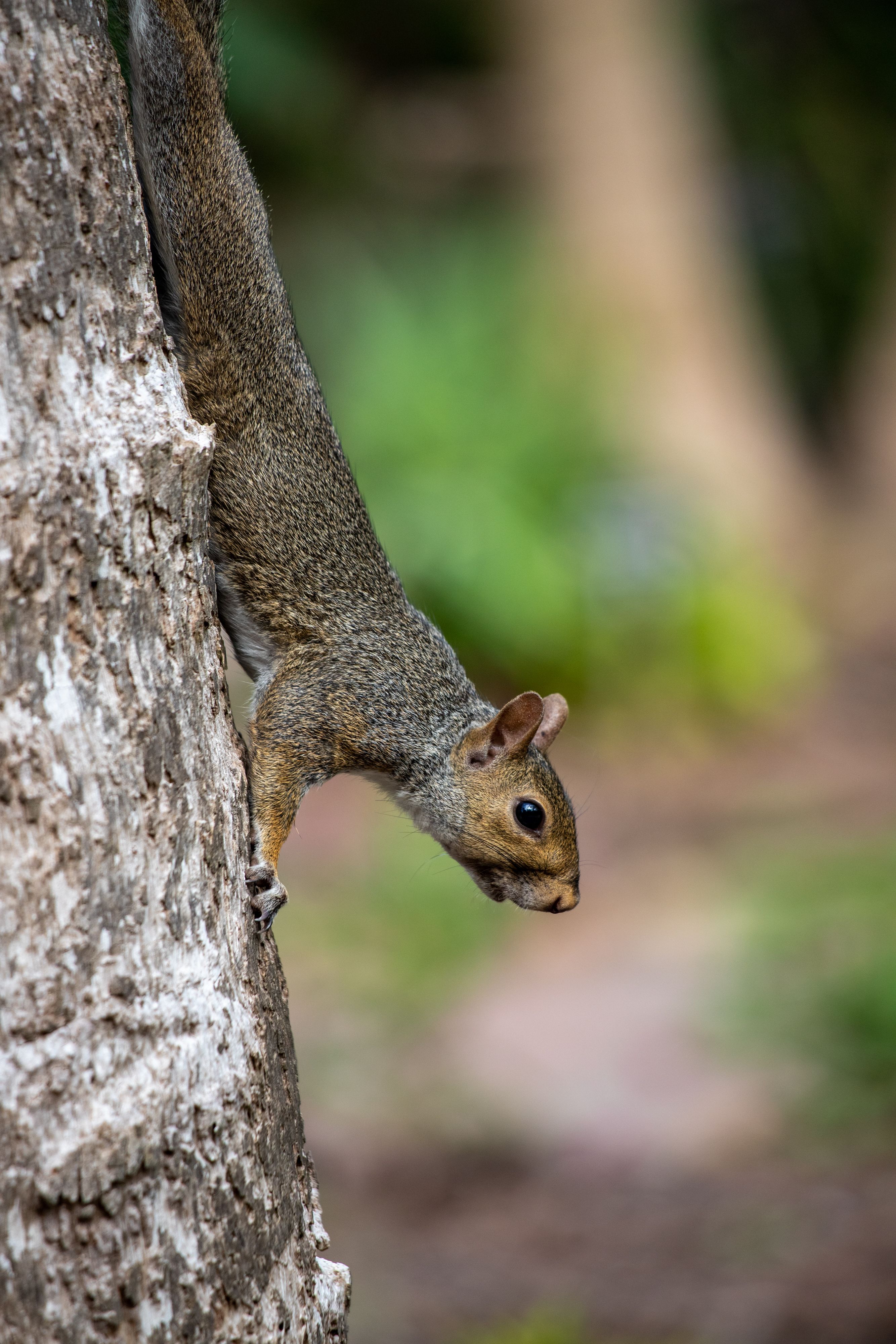 Close-Up Shot of a Squirrel on a Tree · Free Stock Photo