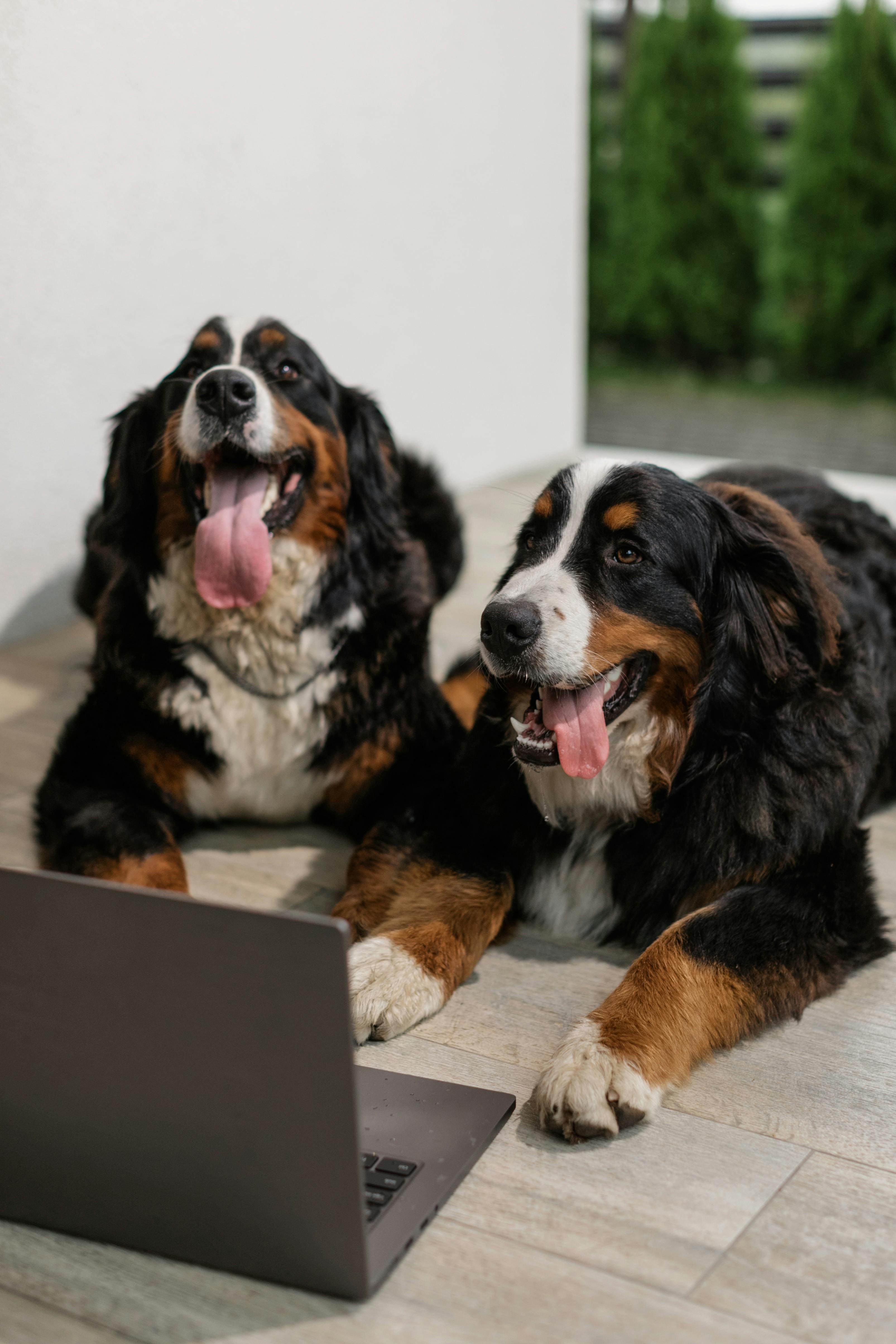 Dogs In Front of a Laptop · Free Stock Photo