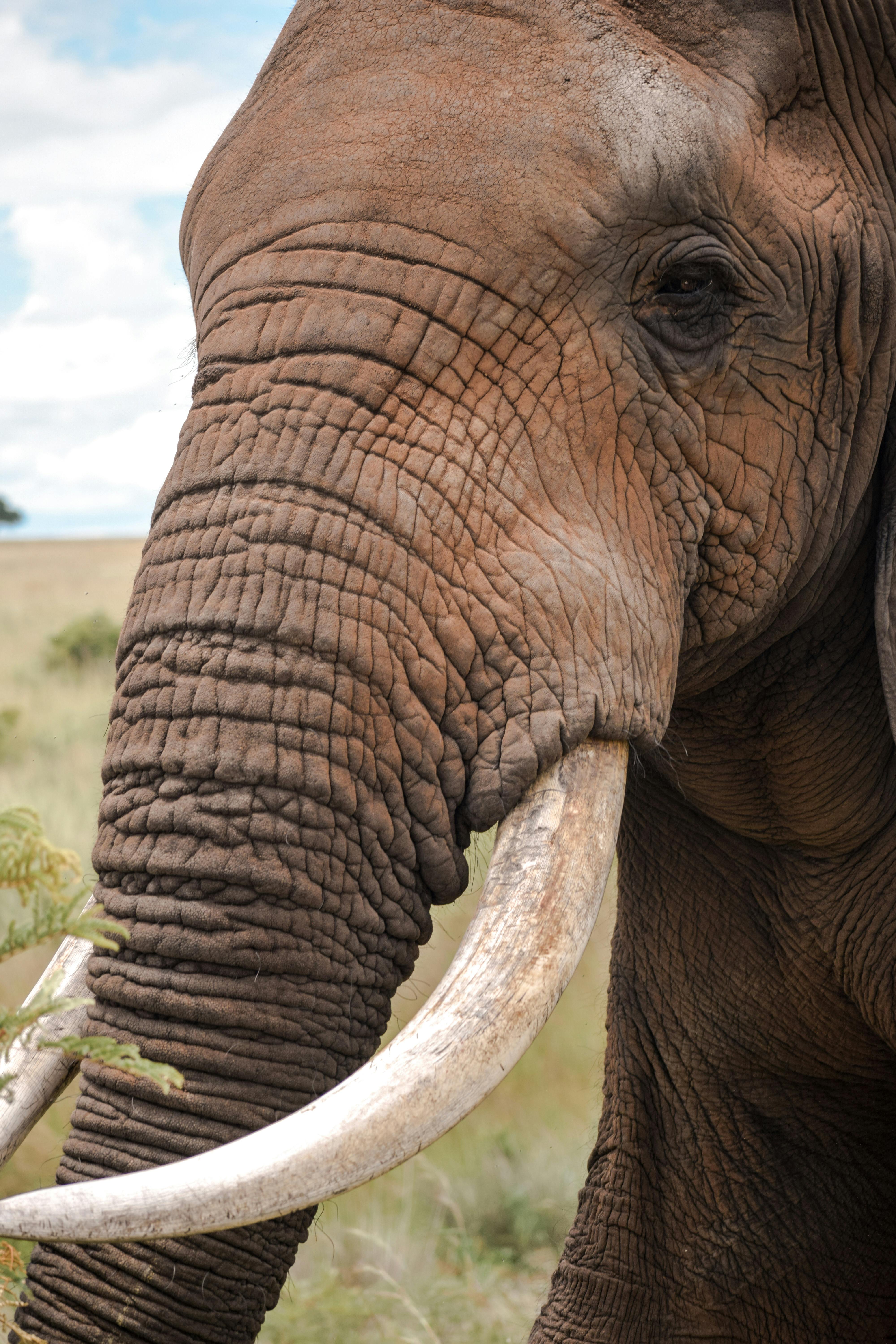 Close-Up Shot of an Elephant · Free Stock Photo