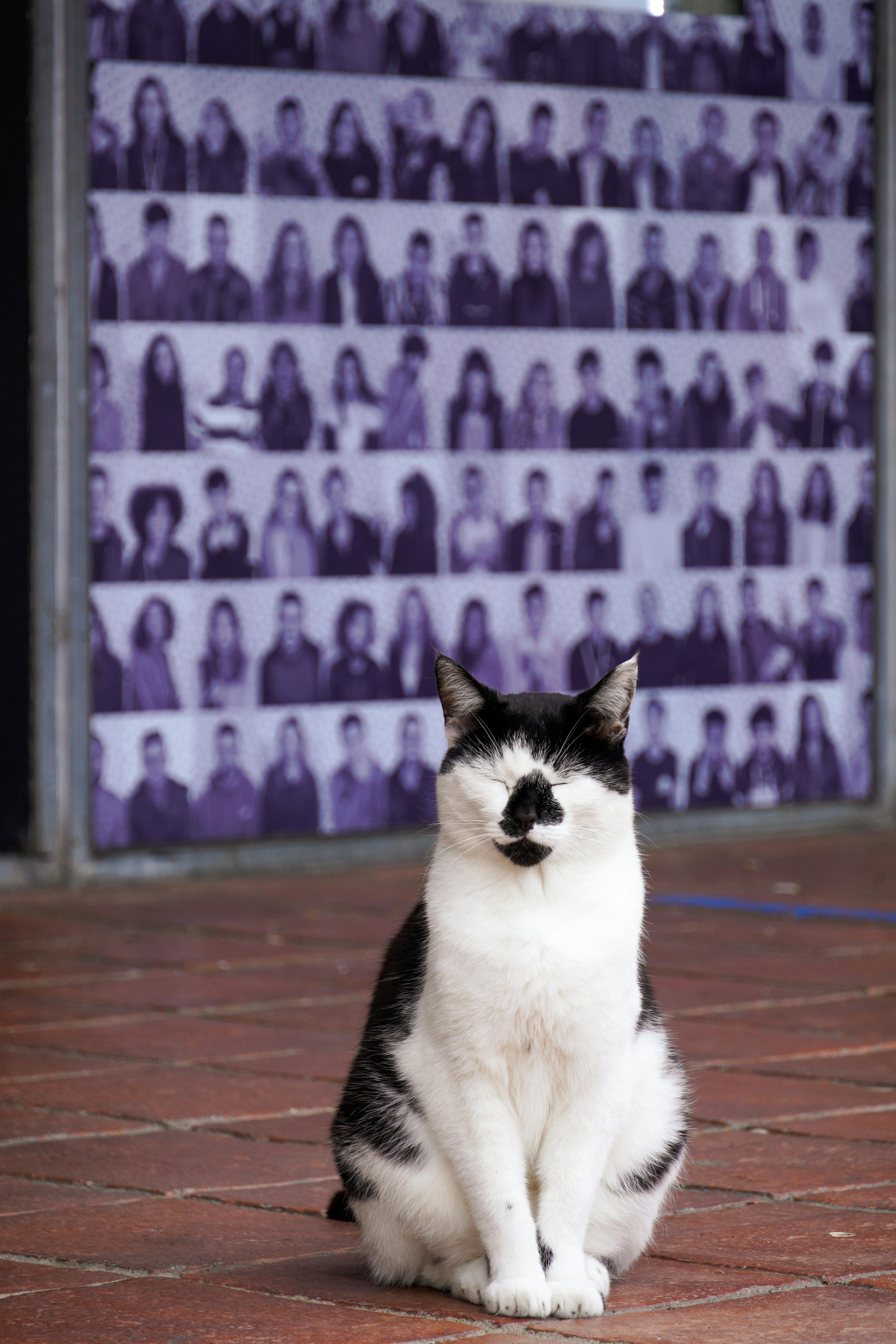 Waiting Cat Photos, Download The BEST Free Waiting Cat Stock Photos ...