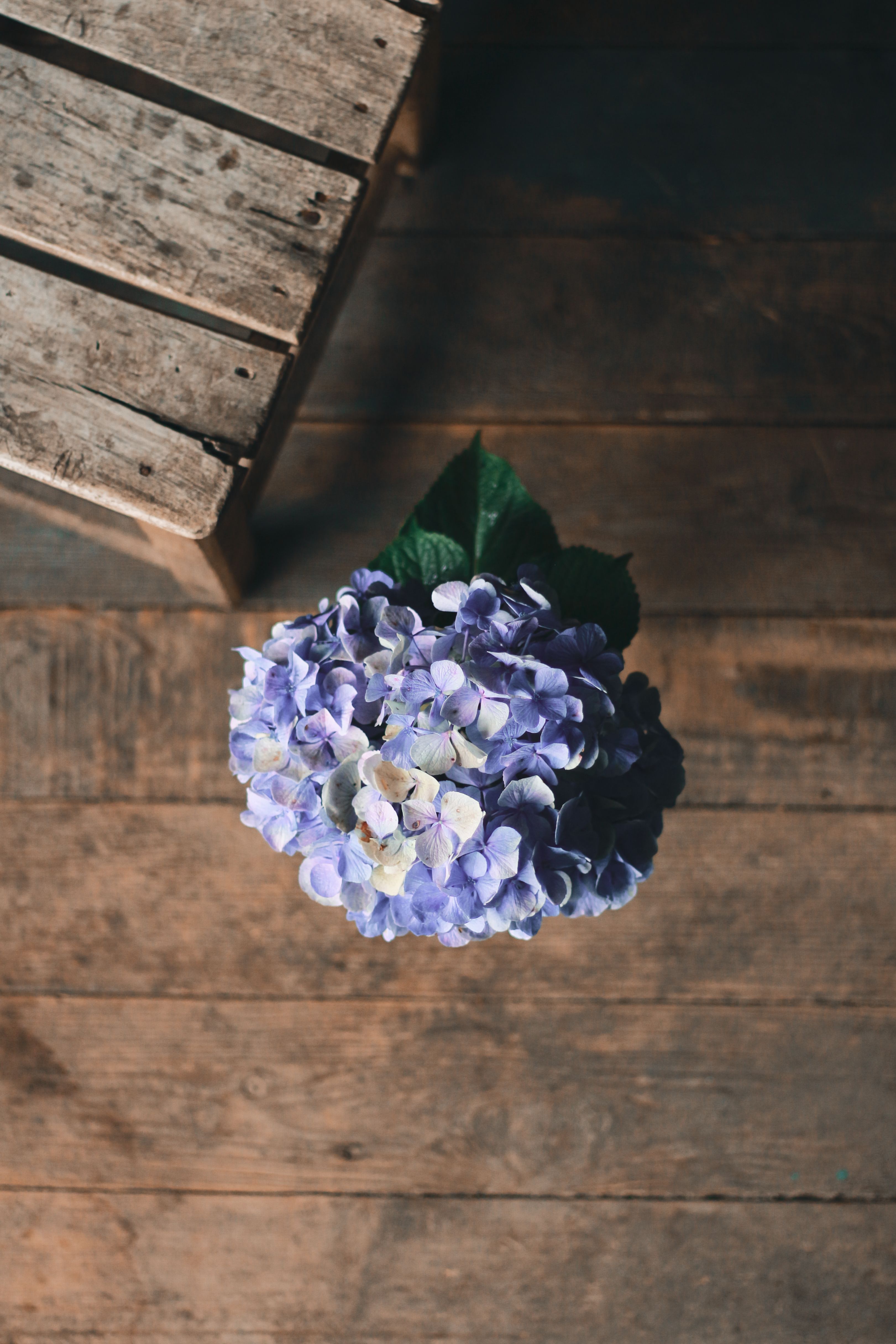 512+ Best Free Hydrangea Stock Photos & Images · 100% Royalty-Free HD ...