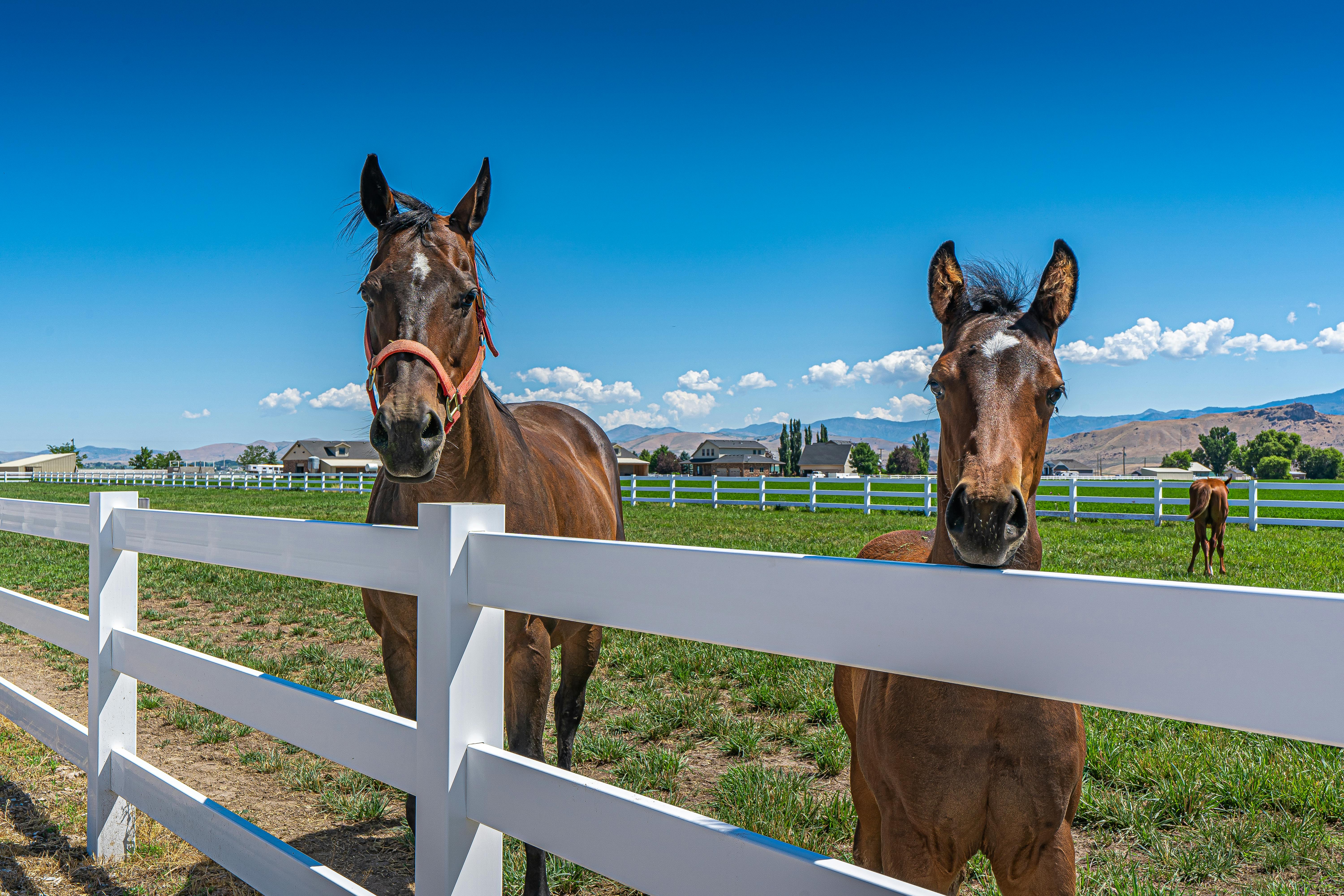 Brown Horse in a Ranch · Free Stock Photo