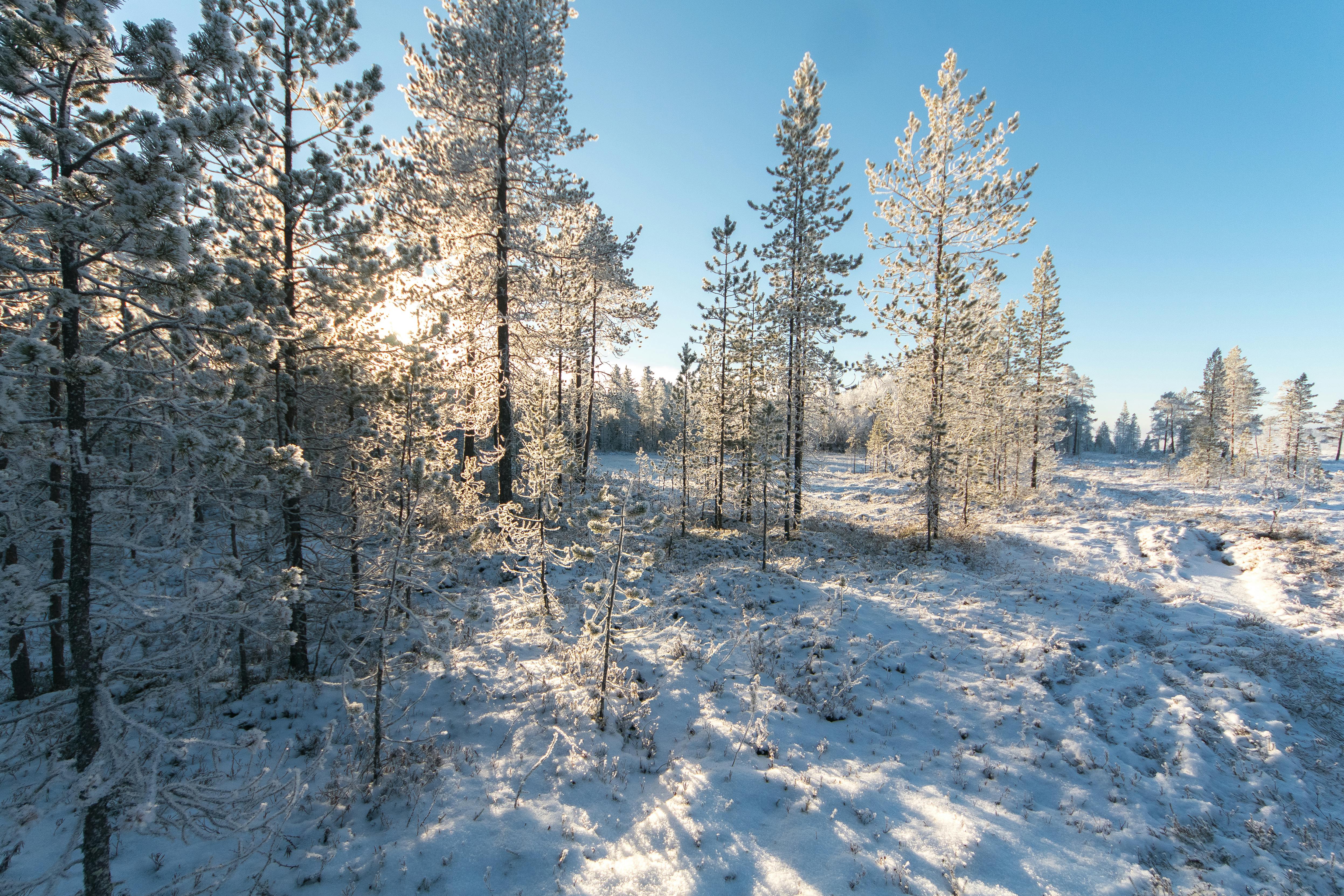 Snowy Brown House Near Tree · Free Stock Photo