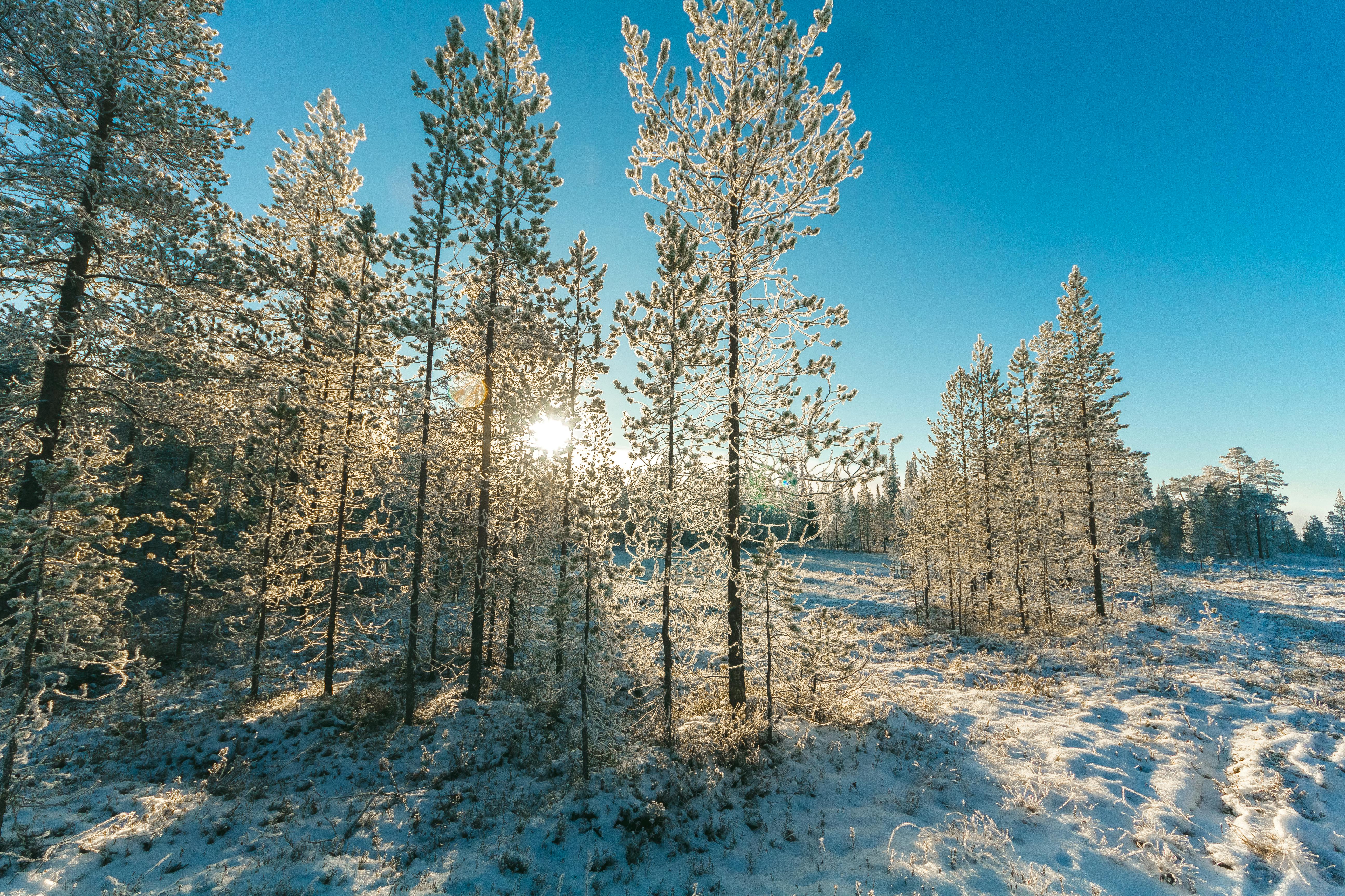 Snowy Brown House Near Tree · Free Stock Photo