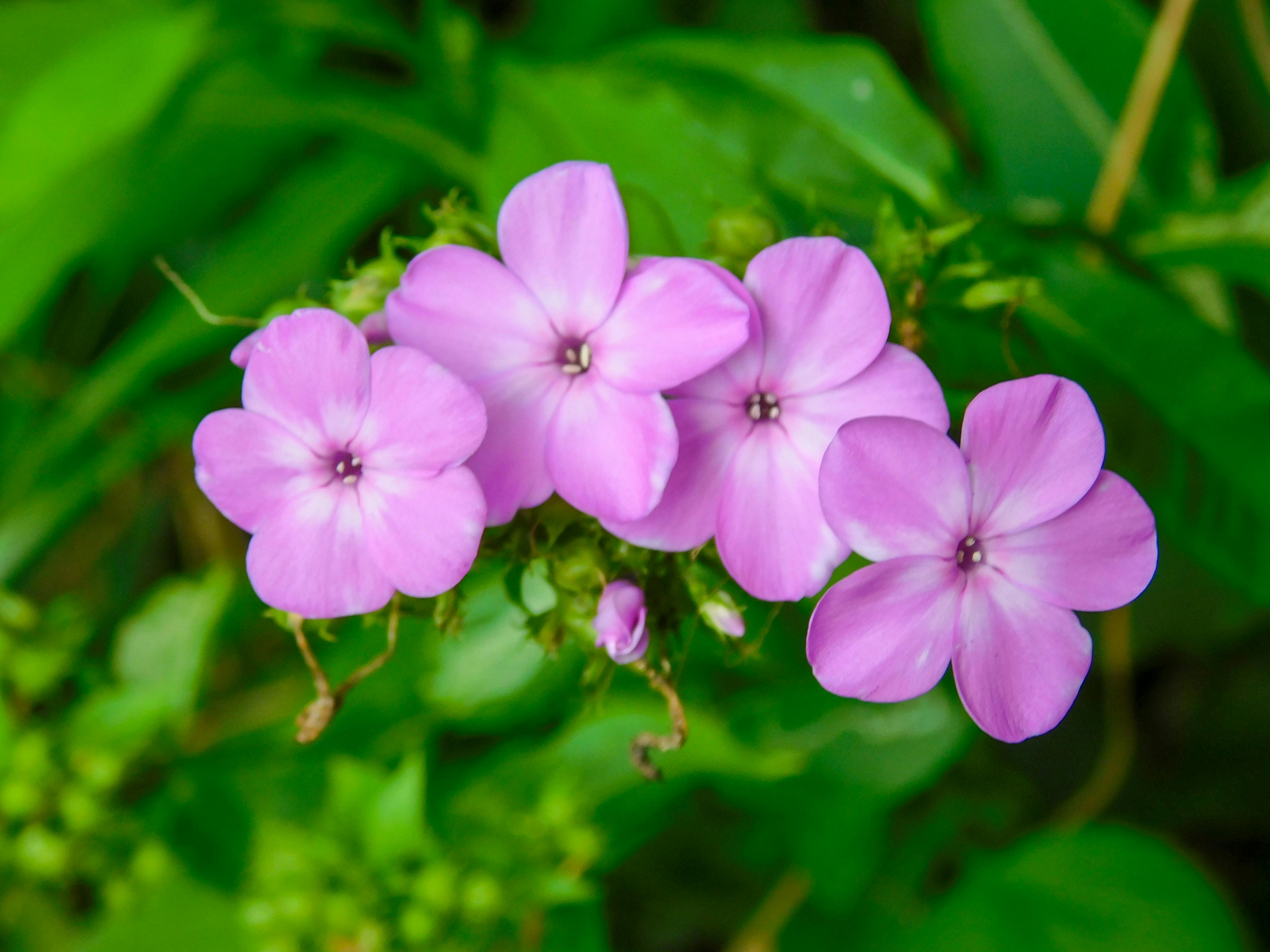 Flowers 18 Photos & Videos Collected by Amanda Caitlin Aileen