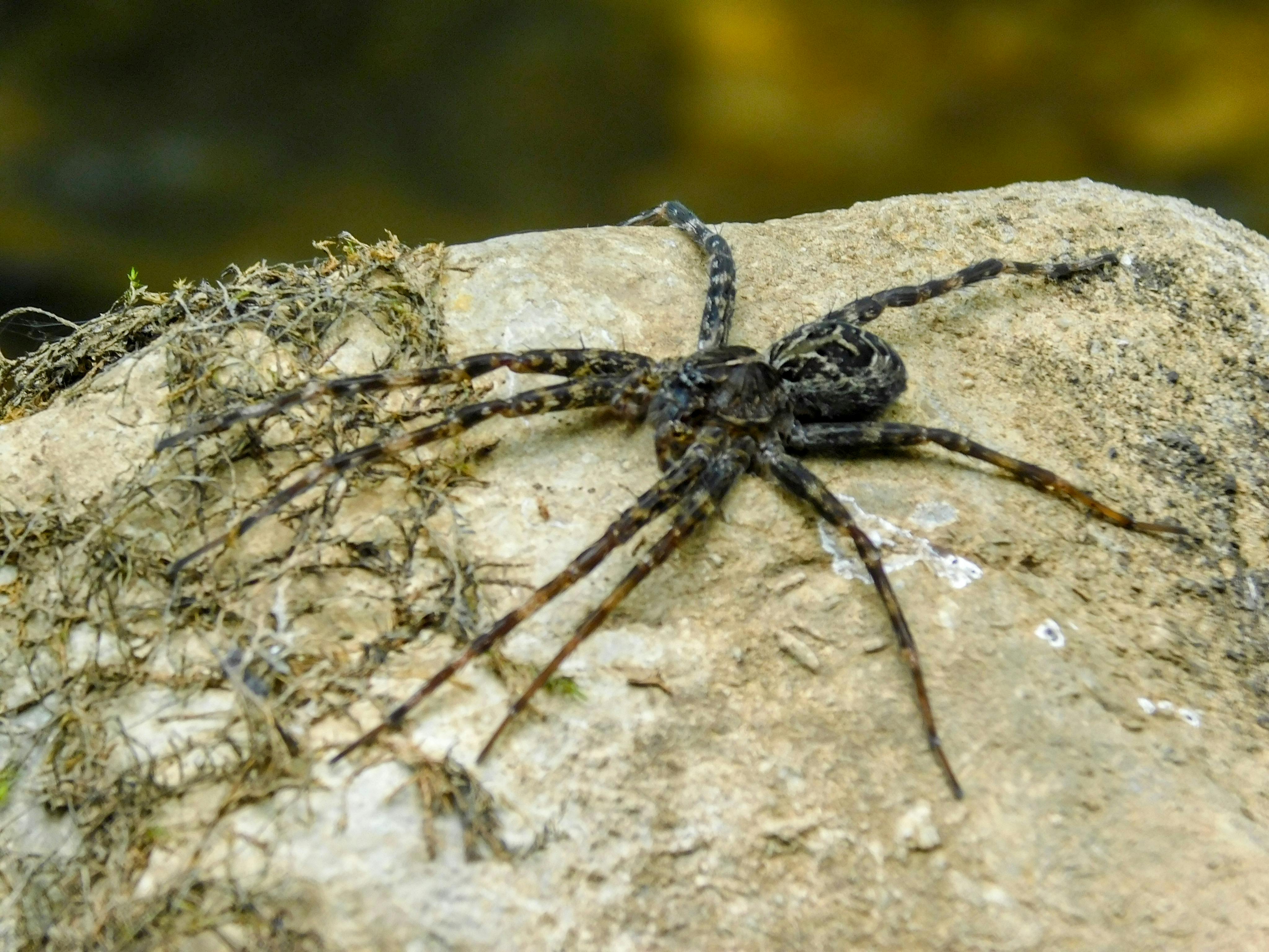 Bugs 14 Photos & Videos Collected by Amanda Caitlin Aileen