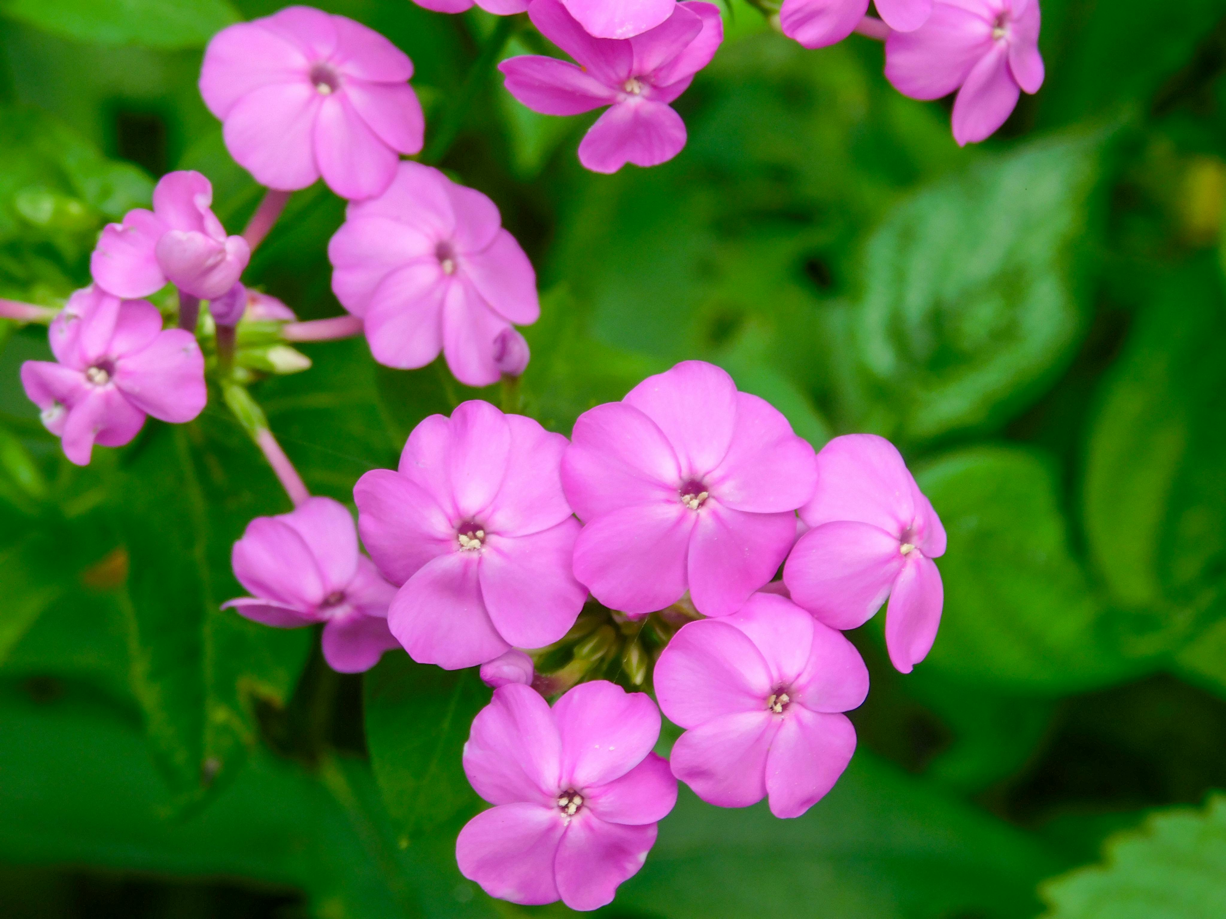 Flowers 18 Photos & Videos Collected by Amanda Caitlin Aileen