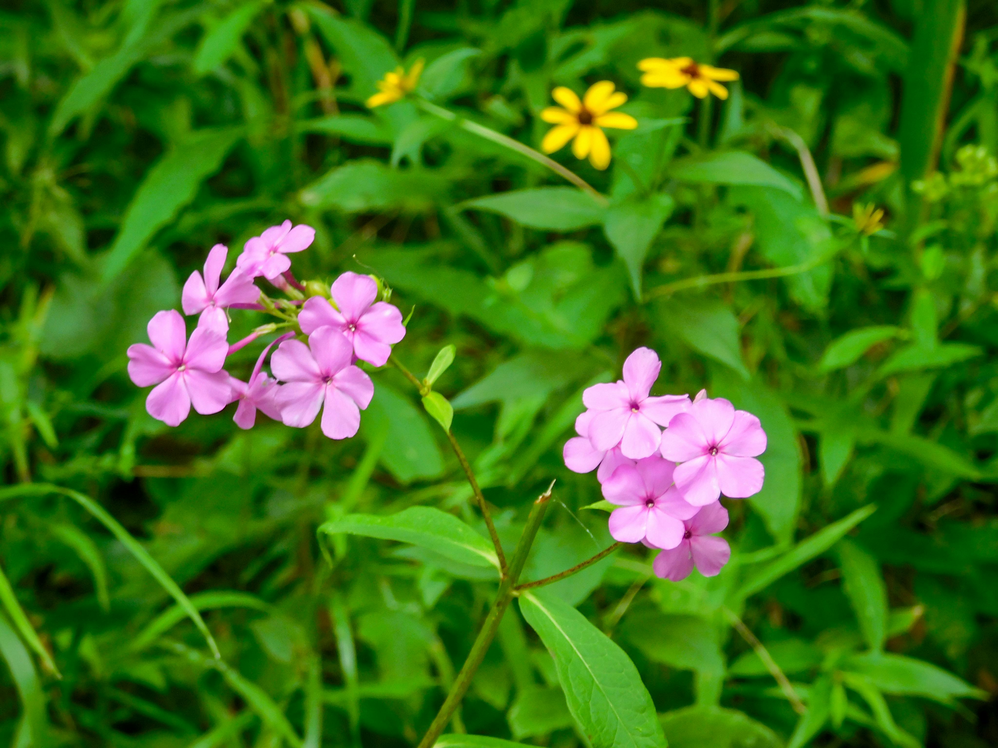 Flowers 18 Photos & Videos Collected by Amanda Caitlin Aileen