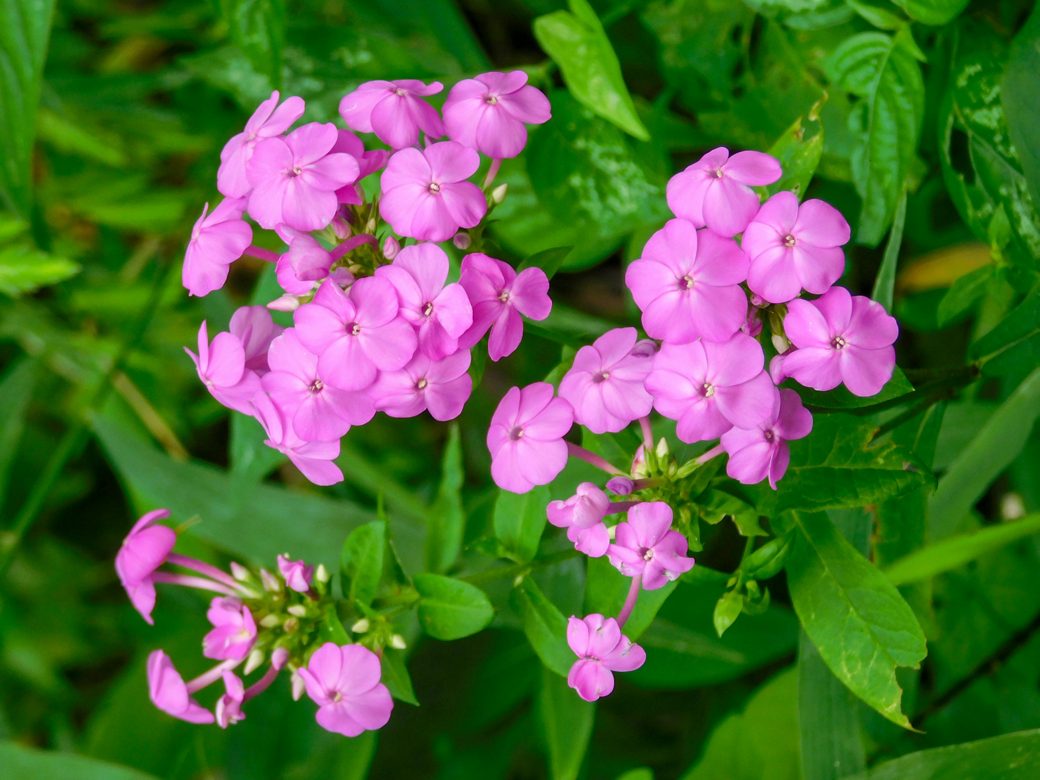 Flowers 18 Photos & Videos Collected by Amanda Caitlin Aileen