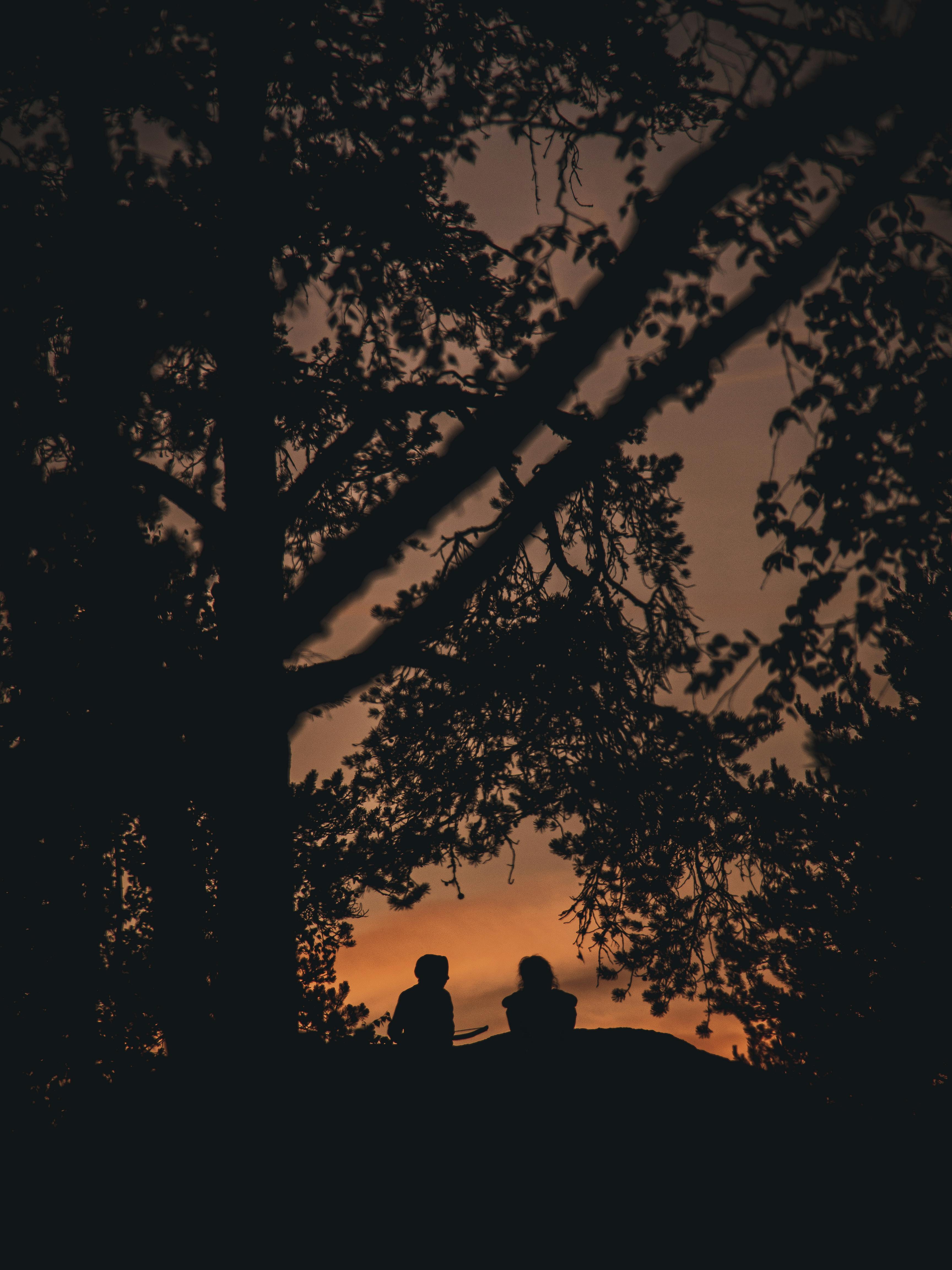Silhouette of People Under Tree during Sunset · Free Stock Photo