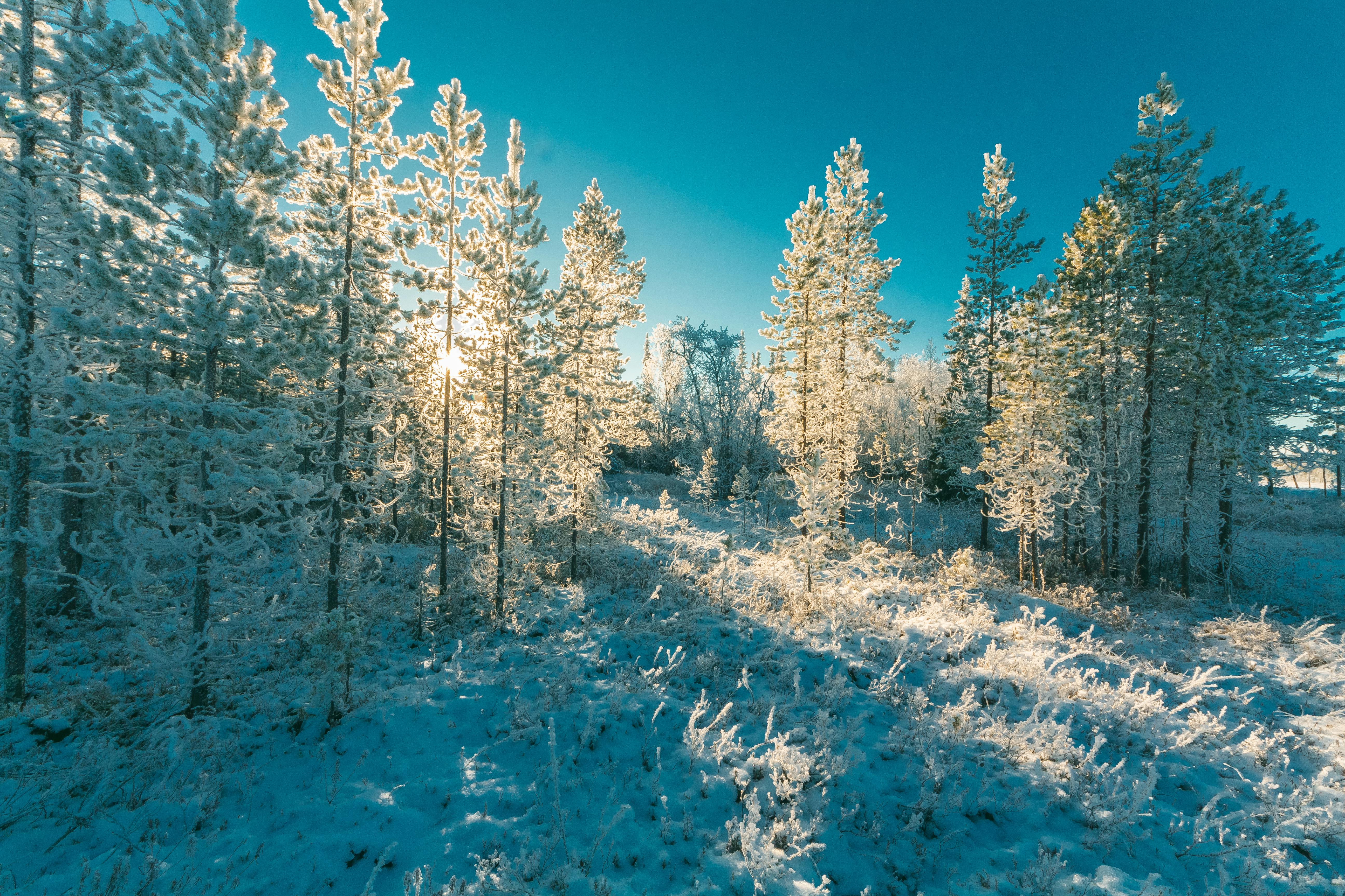 Free stock photo of cold, forest, freezing