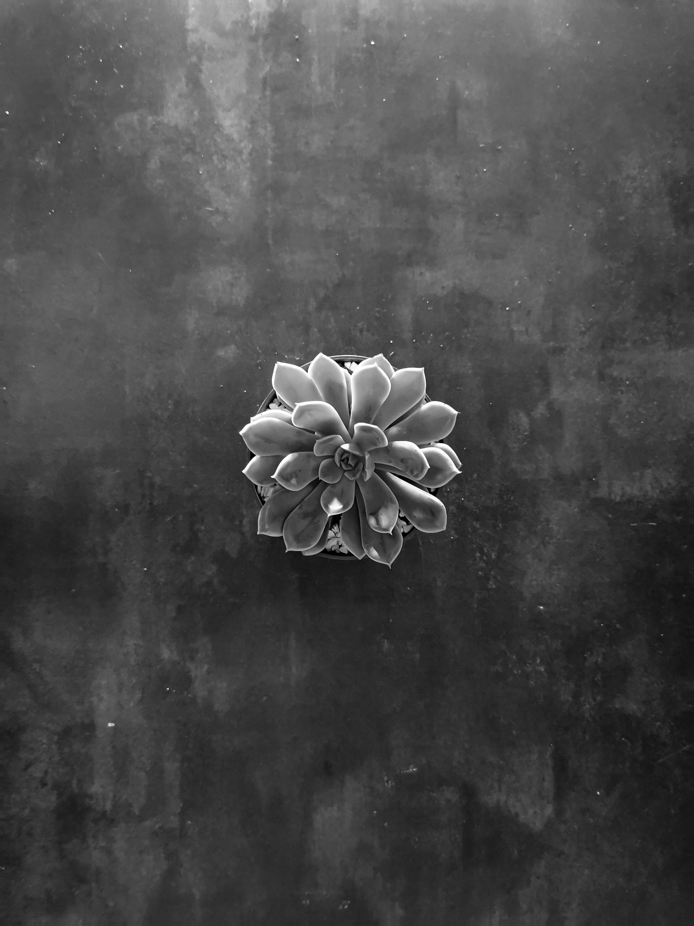 Grayscale Photo of a Plant · Free Stock Photo
