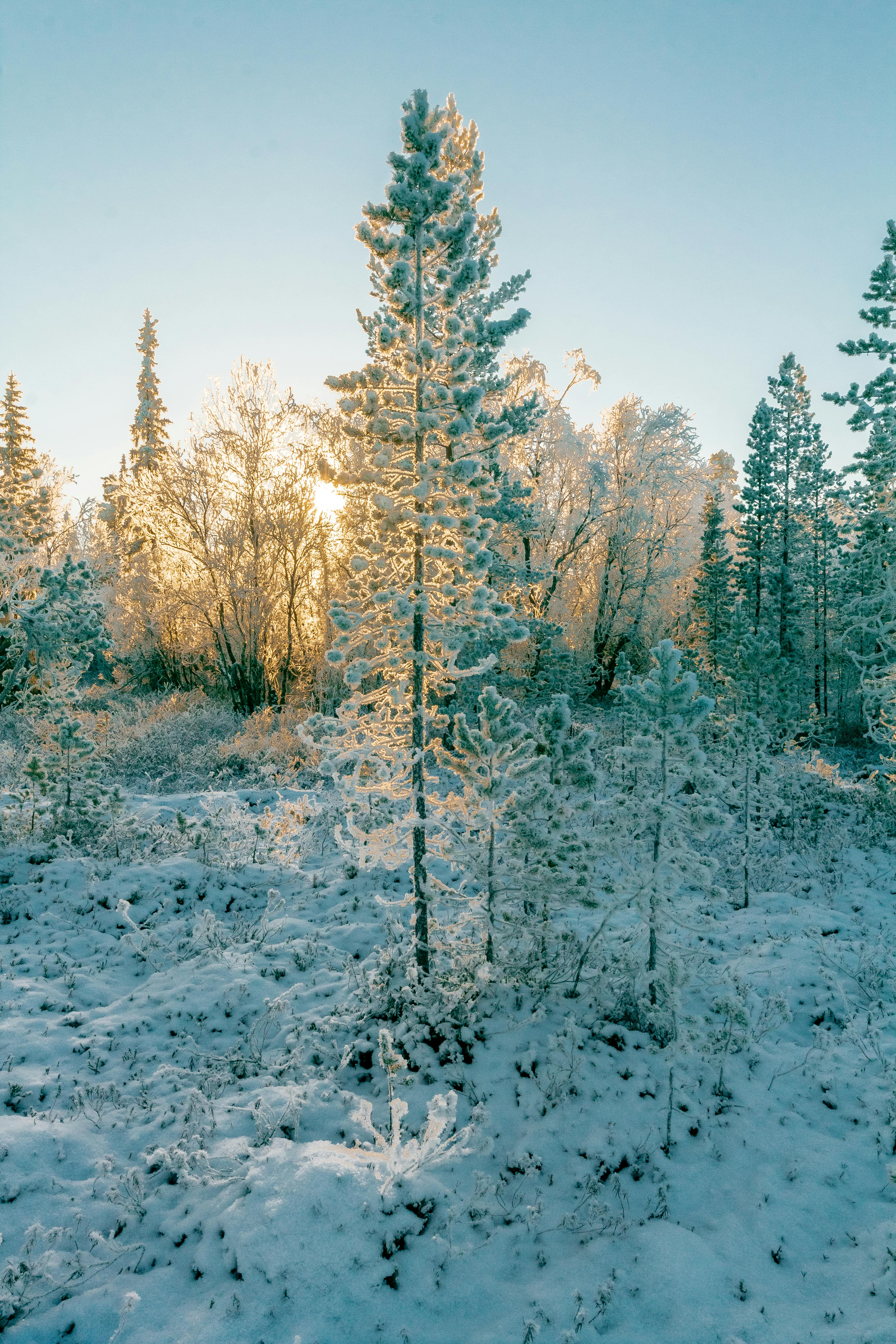 Free stock photo of cold, forest, freezing