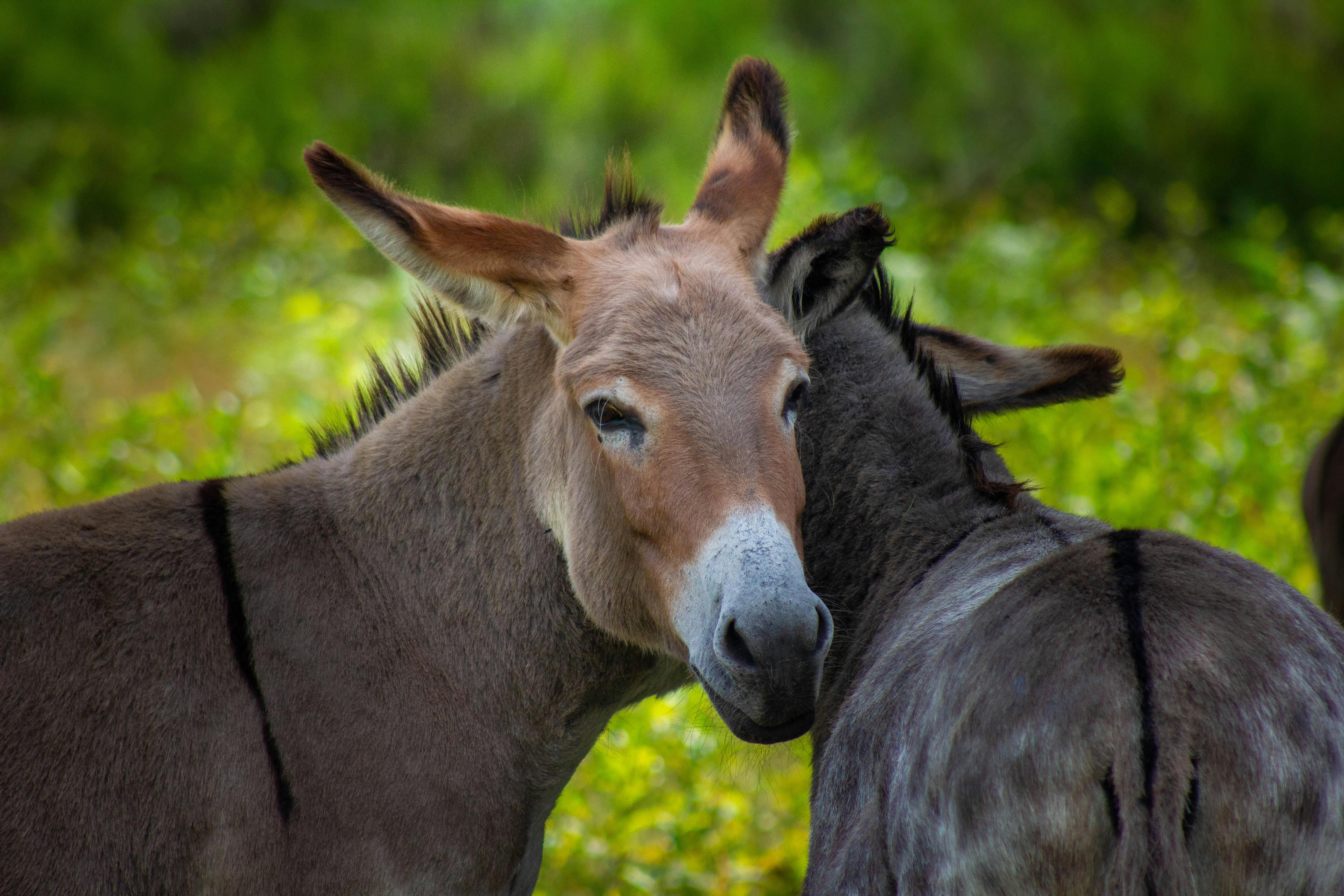 Close-Up Photo of a Donkey's Head · Free Stock Photo