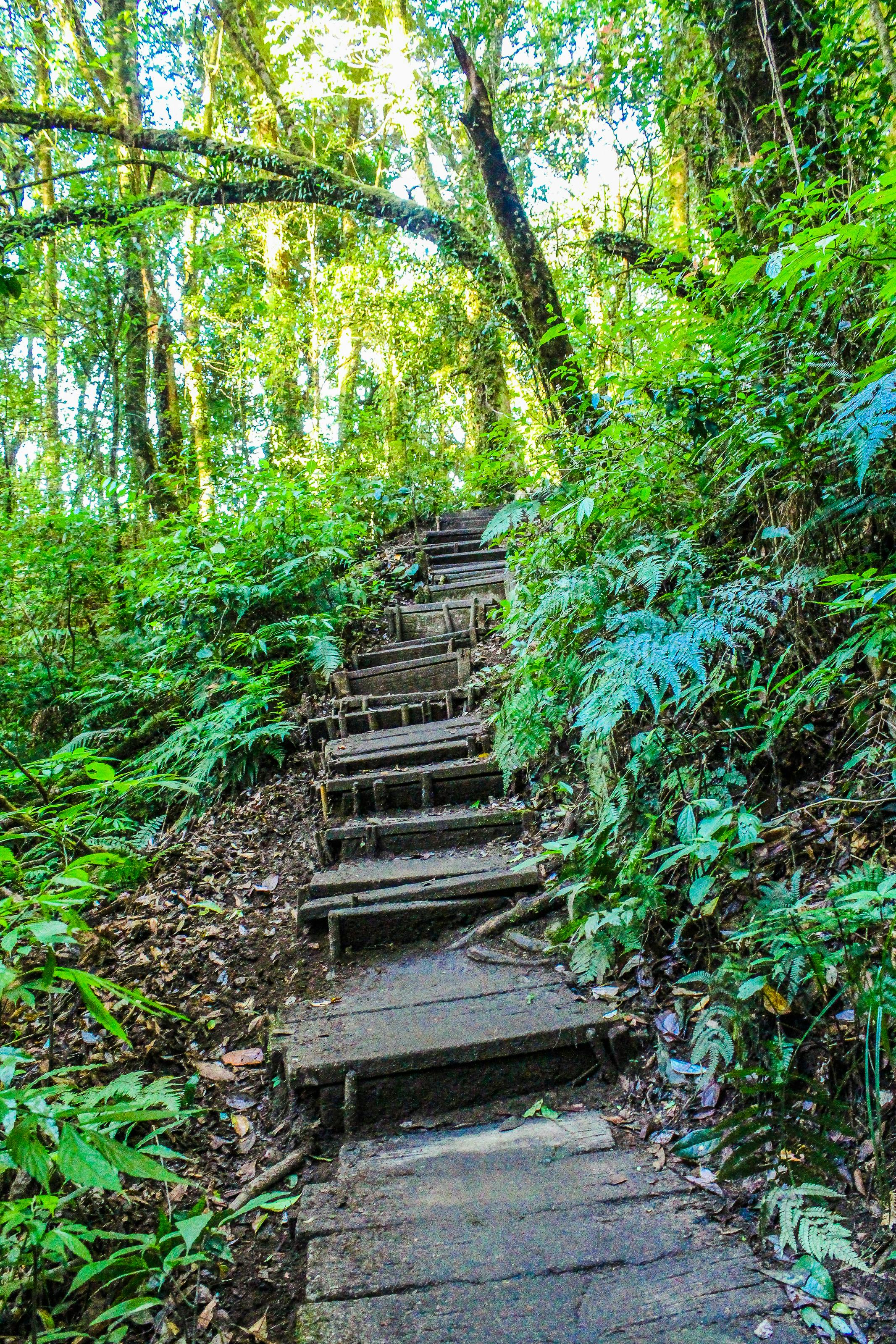 Landscape Photo of Stair in the Forest · Free Stock Photo