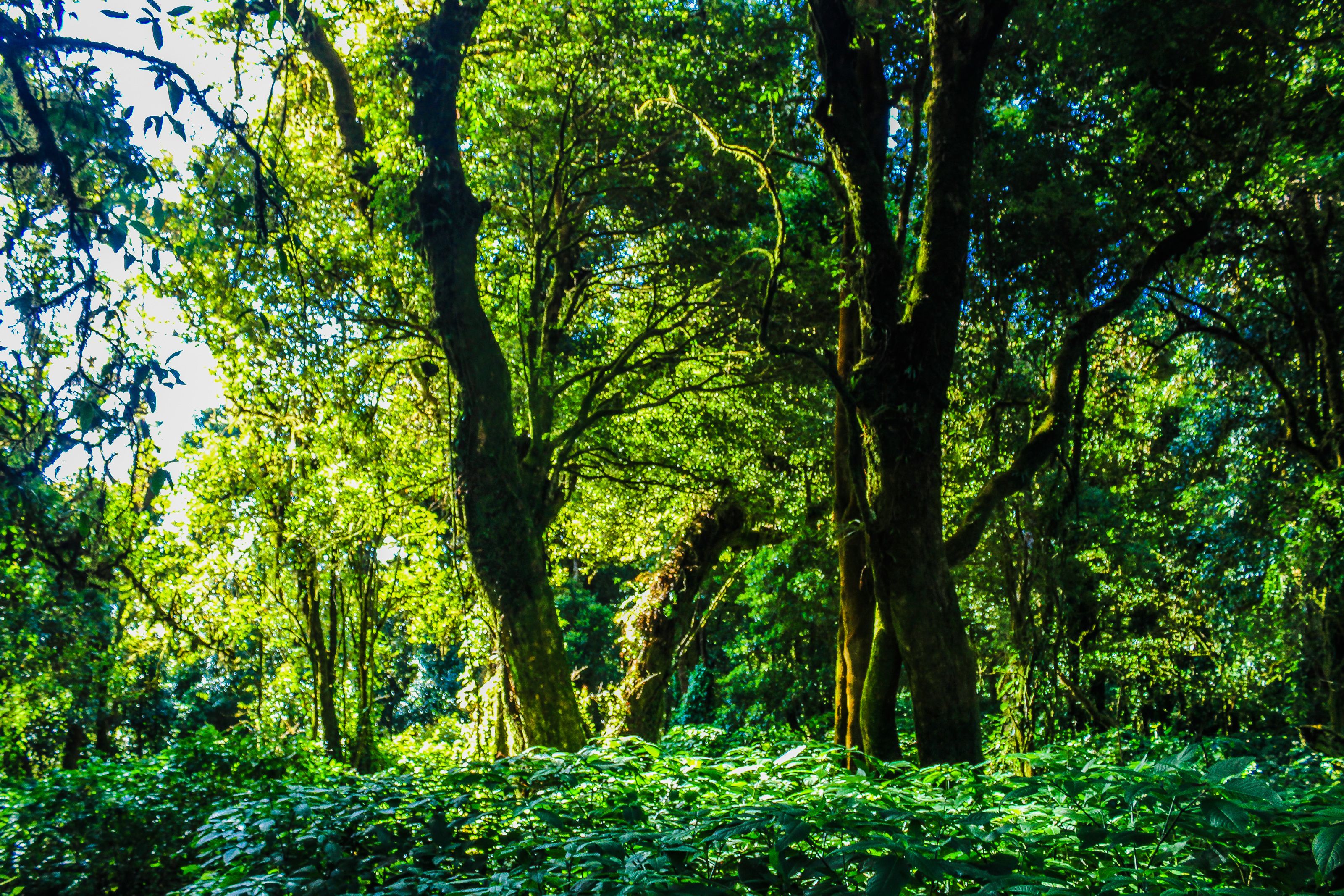 Rain Forest · Free Stock Photo
