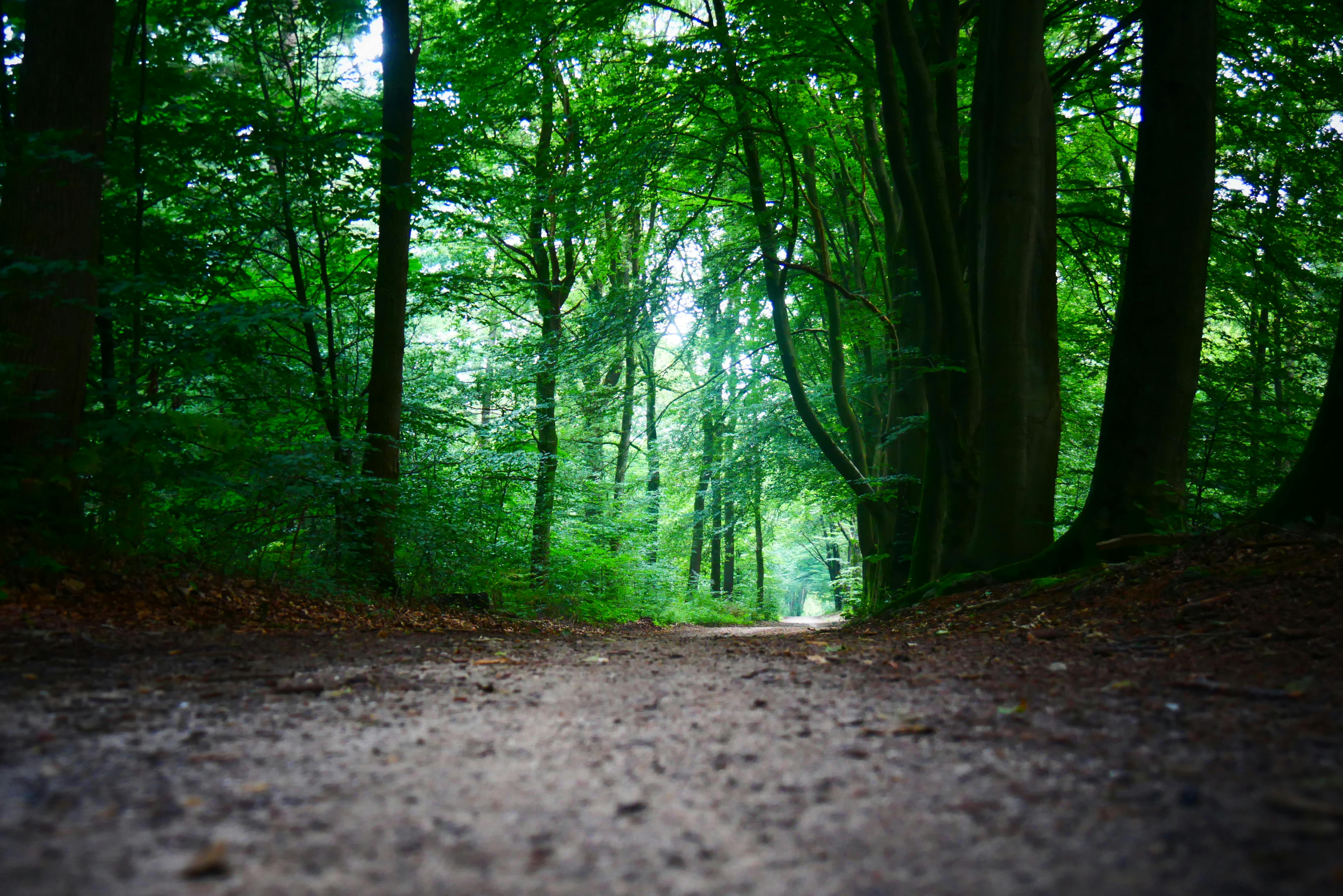 Green Trees in a Park · Free Stock Photo