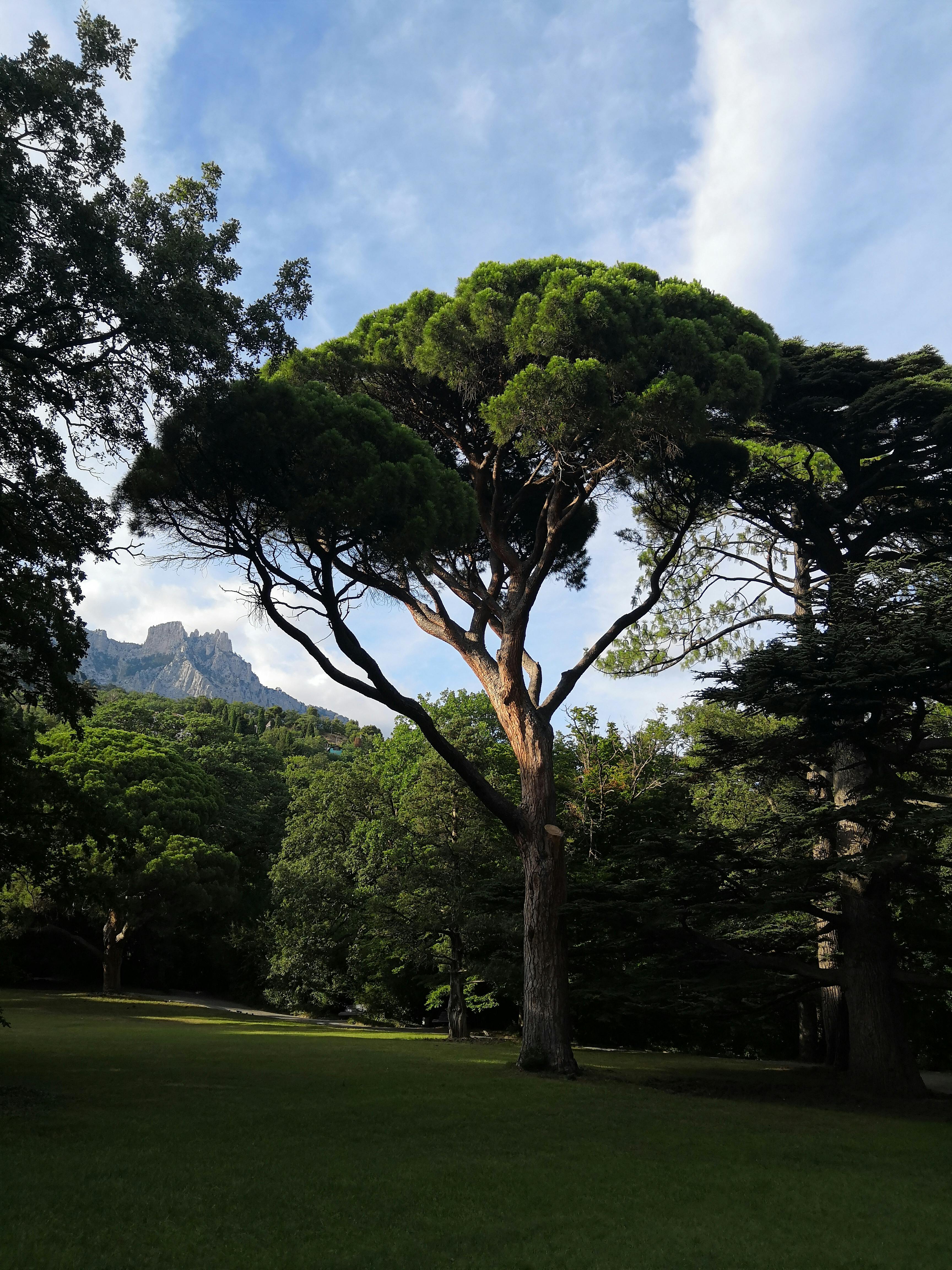 Green Grass Field Surrounded by Green Trees Under Evening Sky · Free ...