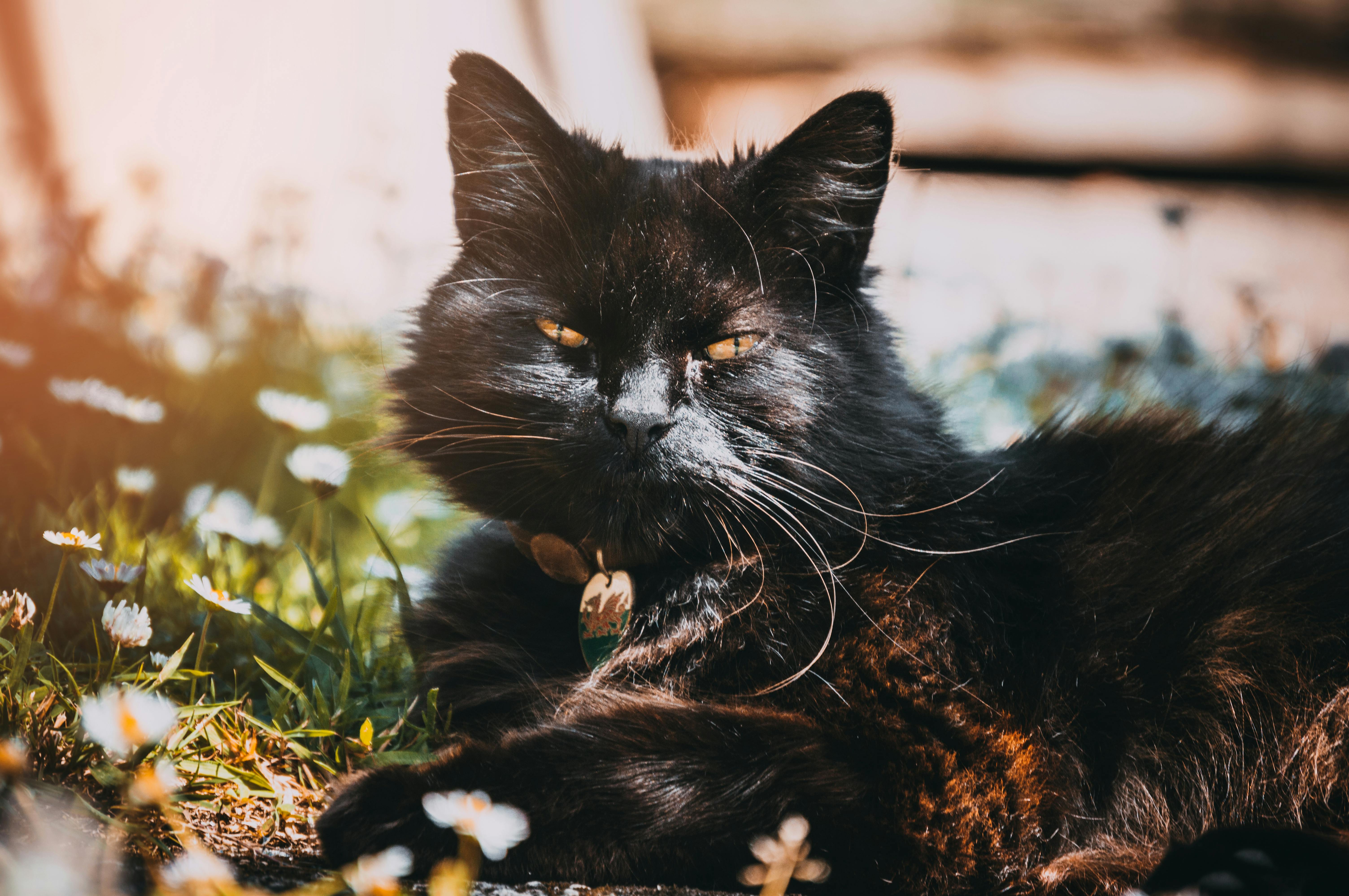 Black and Brown Himalayan Cat Close Up Photography · Free Stock Photo