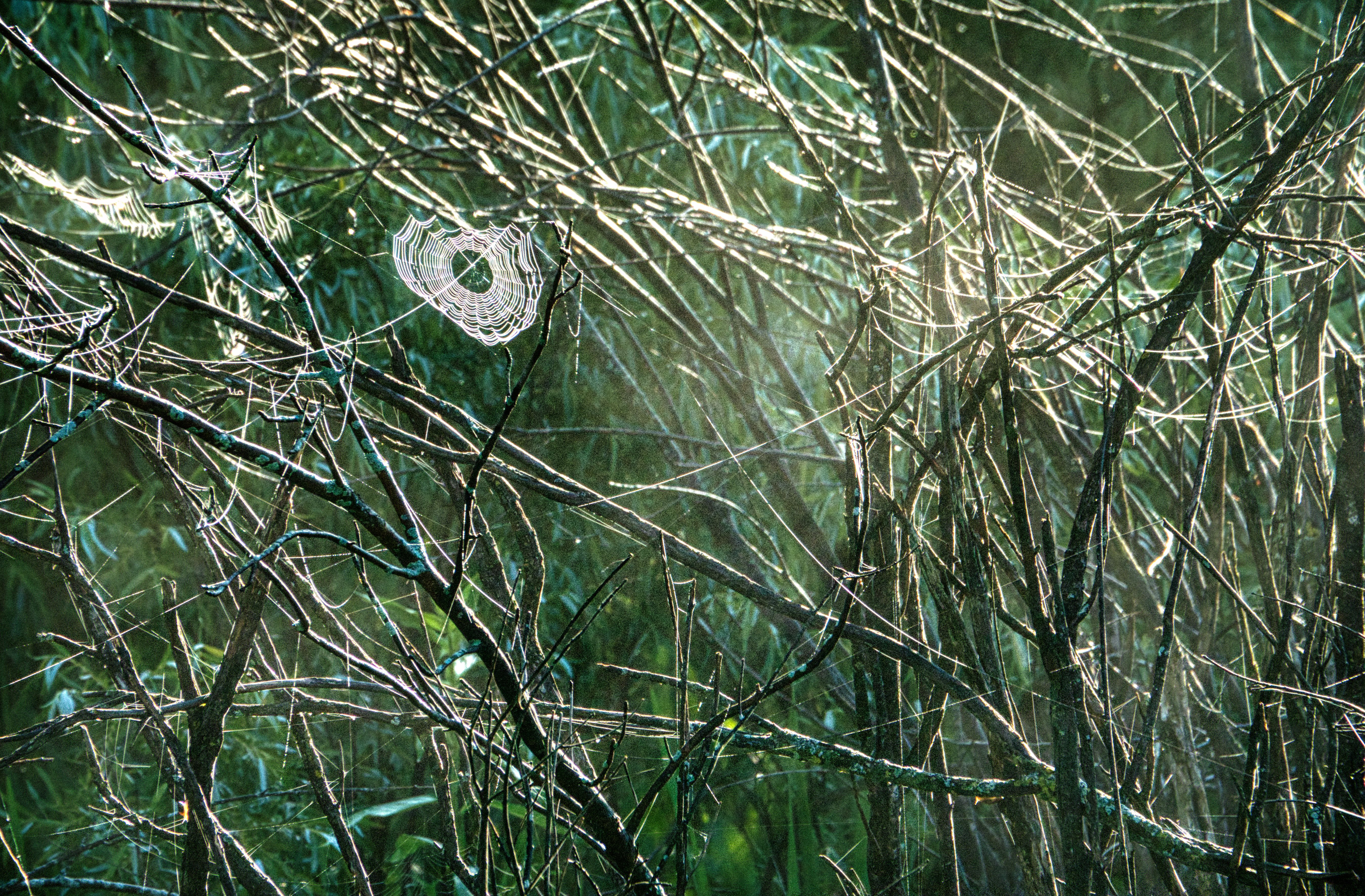 Cobweb on the Tree Branch · Free Stock Photo
