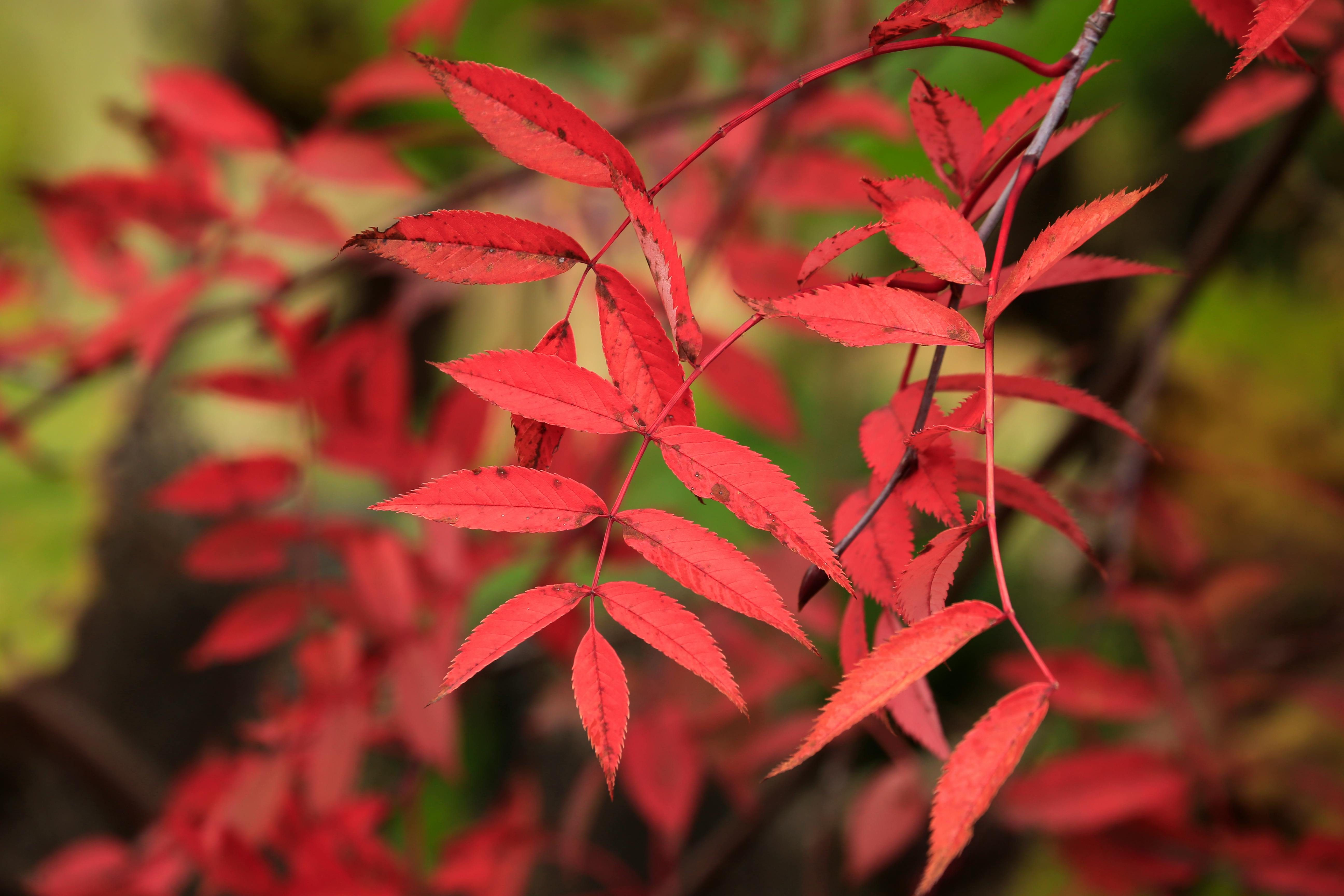 Pandan Tree Photos, Download Free Pandan Tree Stock Photos & HD Images