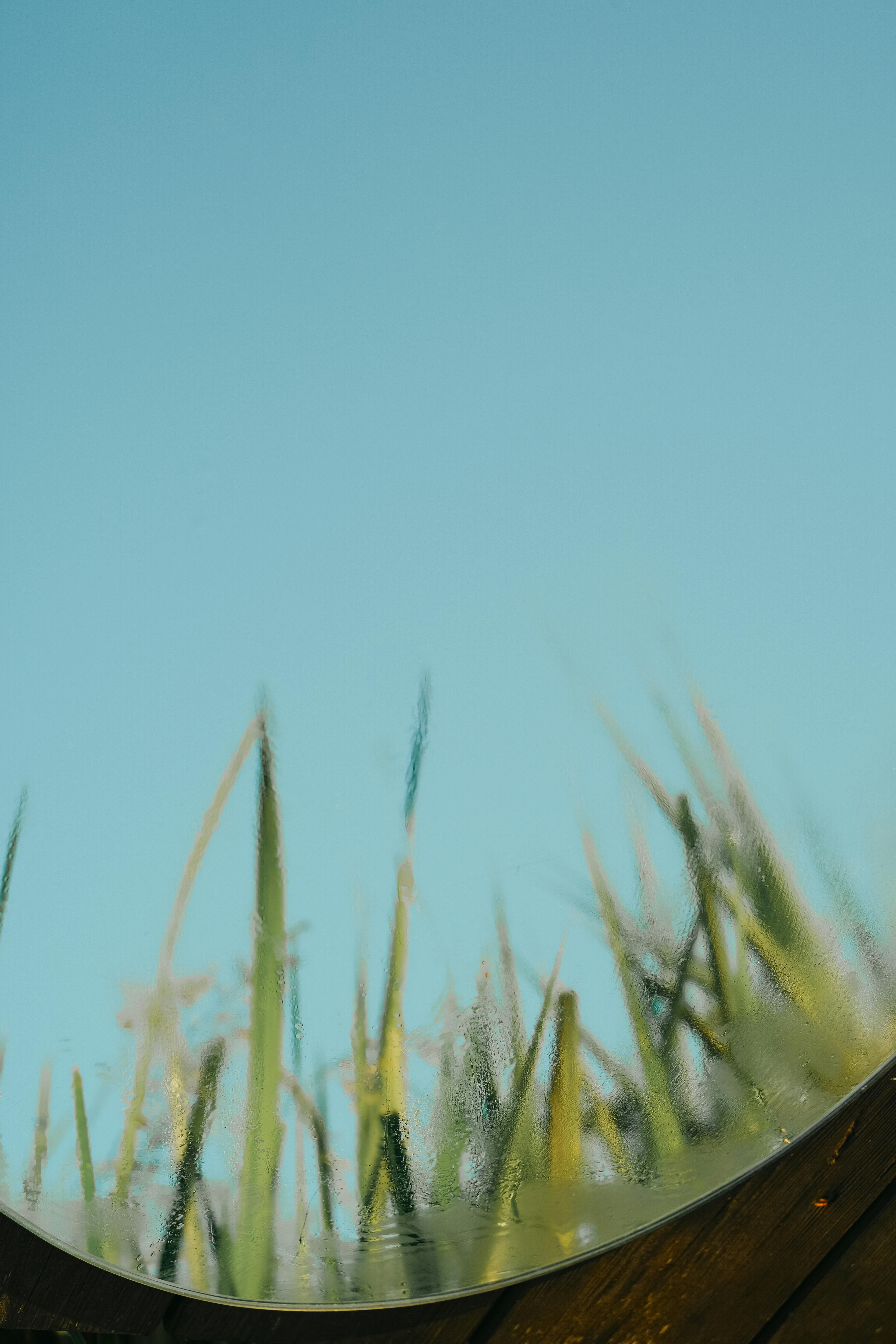 Green Grass on Mirror Reflection · Free Stock Photo