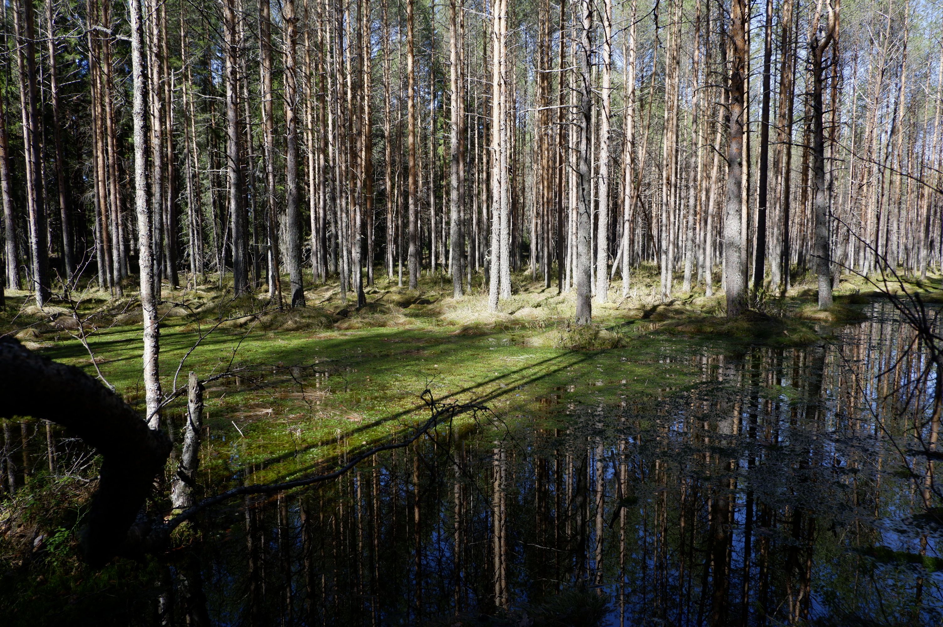 River on Marsh · Free Stock Photo