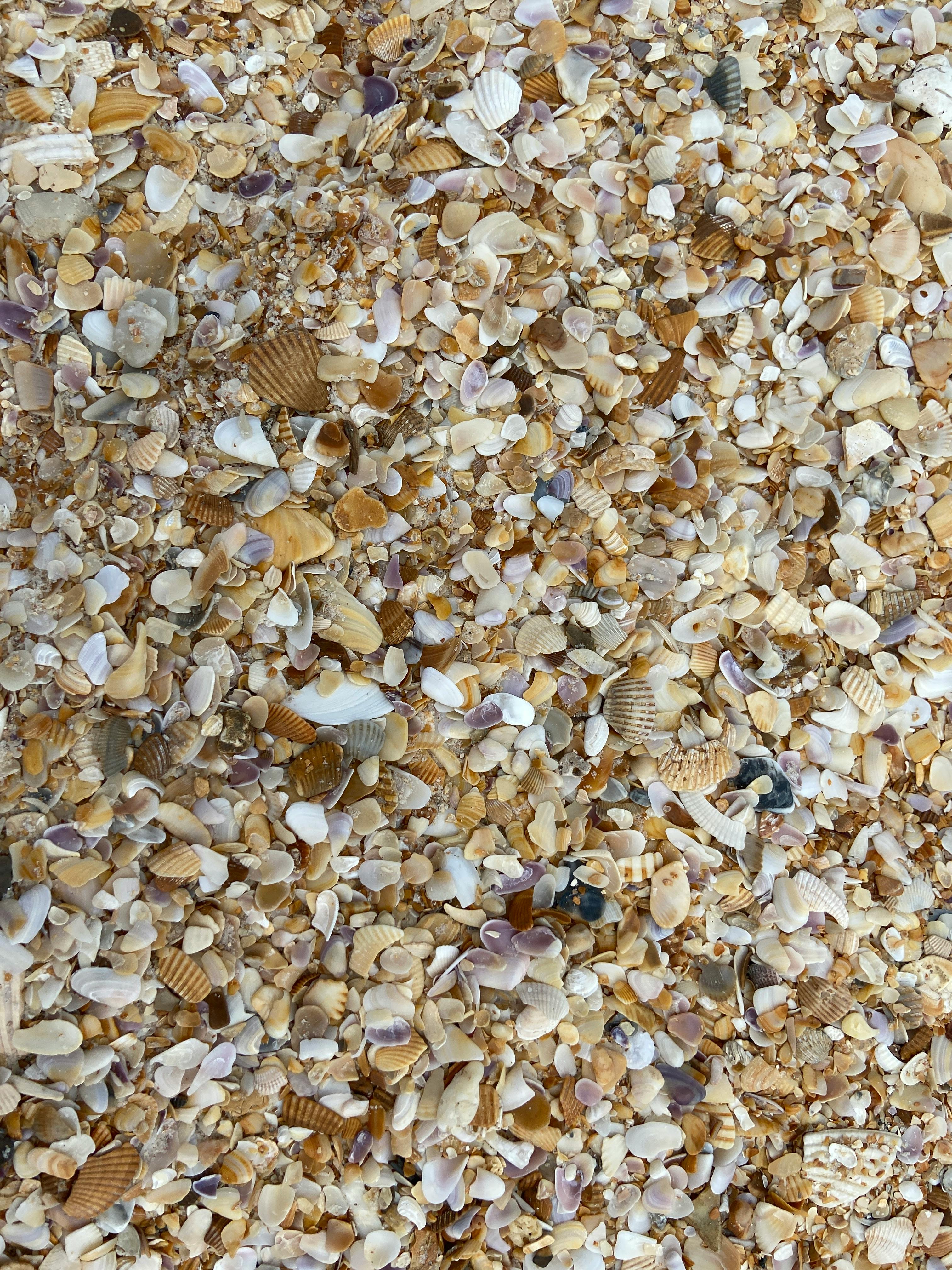 Seashells on the Ground · Free Stock Photo