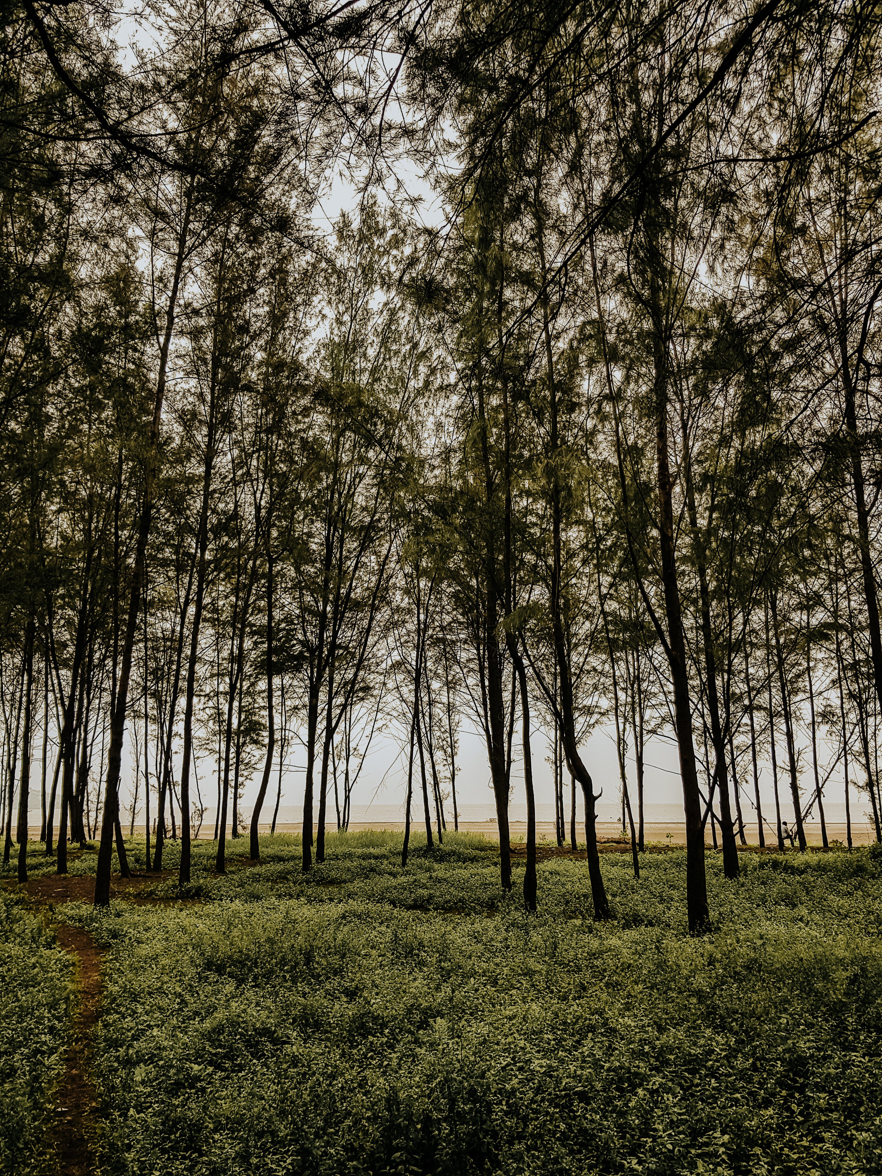 A Forest with Young Trees · Free Stock Photo