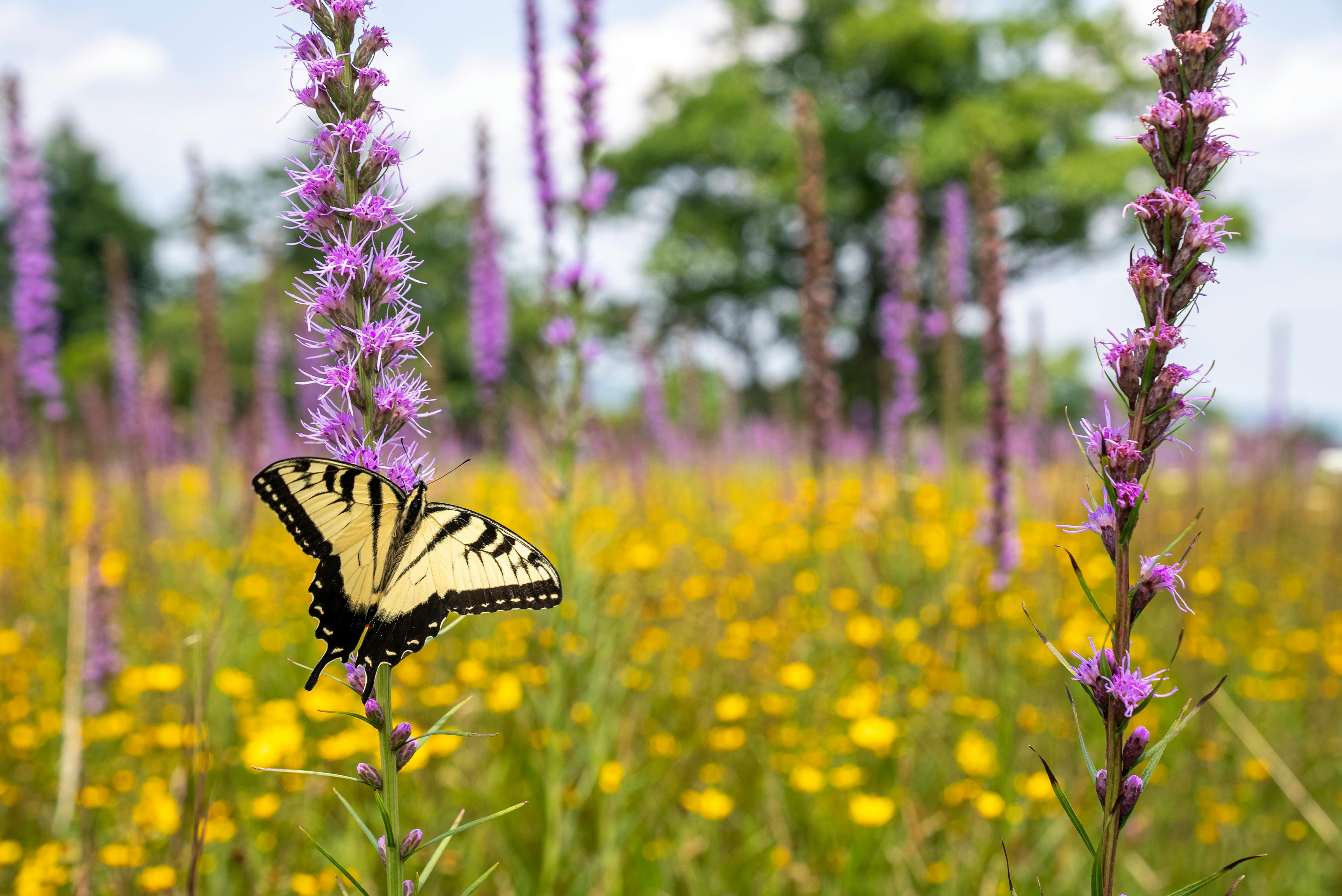Close-Up Photo of Butterfly Perched On Flower · Free Stock Photo