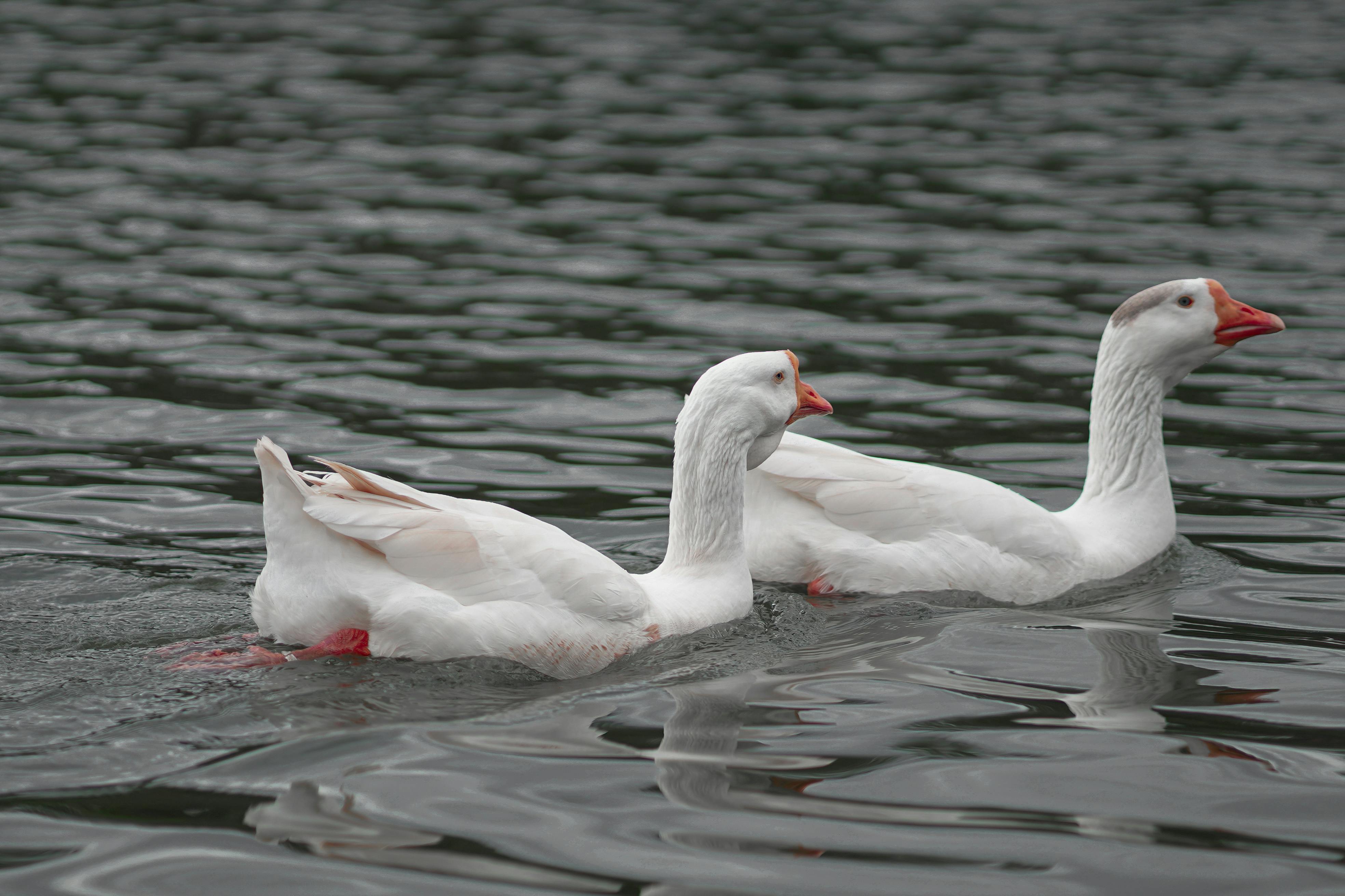 Geese Swimming in Water · Free Stock Photo