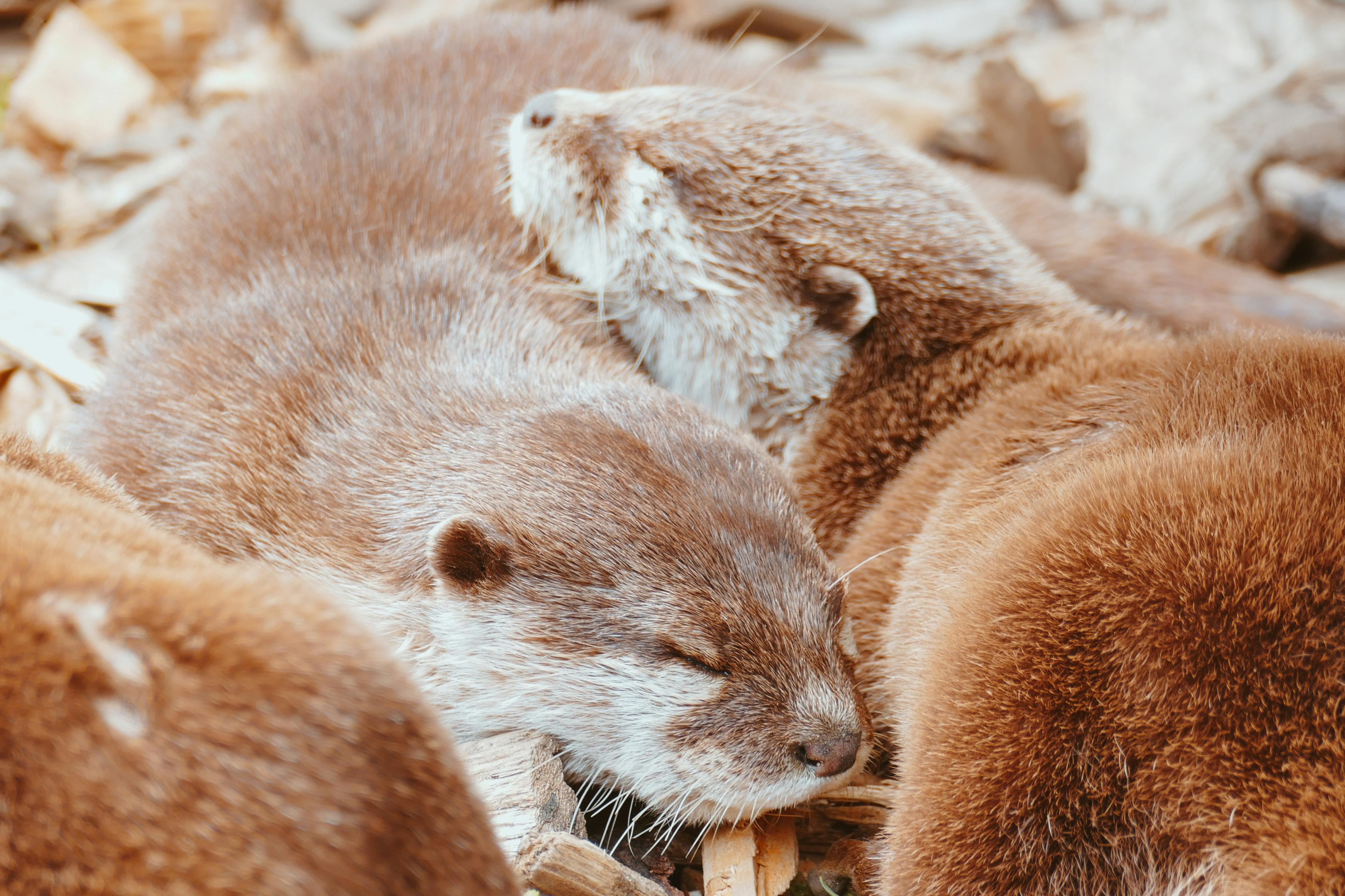 Close-Up Shot of Brown Otters Sleeping · Free Stock Photo