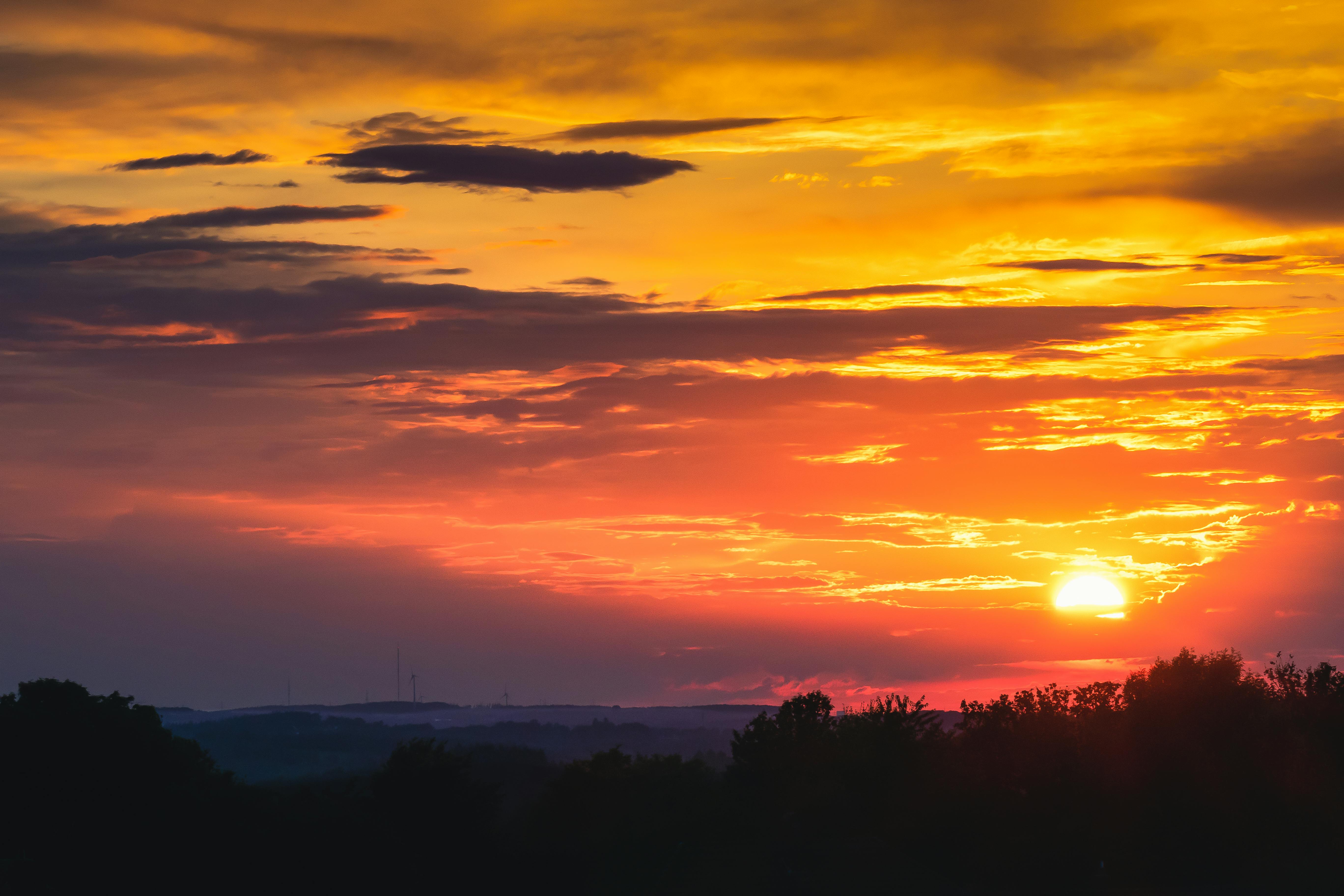 Brown Leaves during Golden Hour · Free Stock Photo