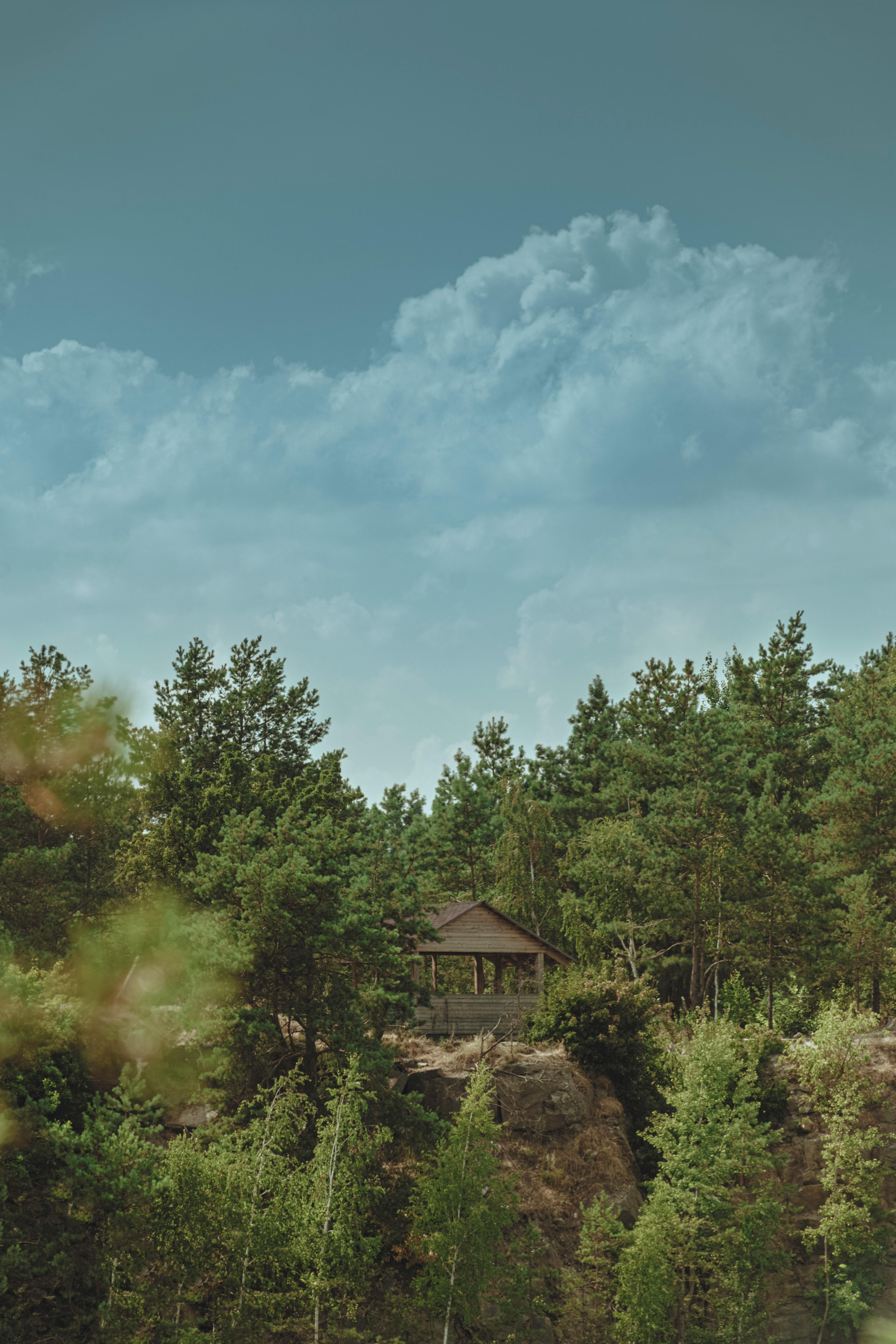 Forest Under Cloudy Sky · Free Stock Photo