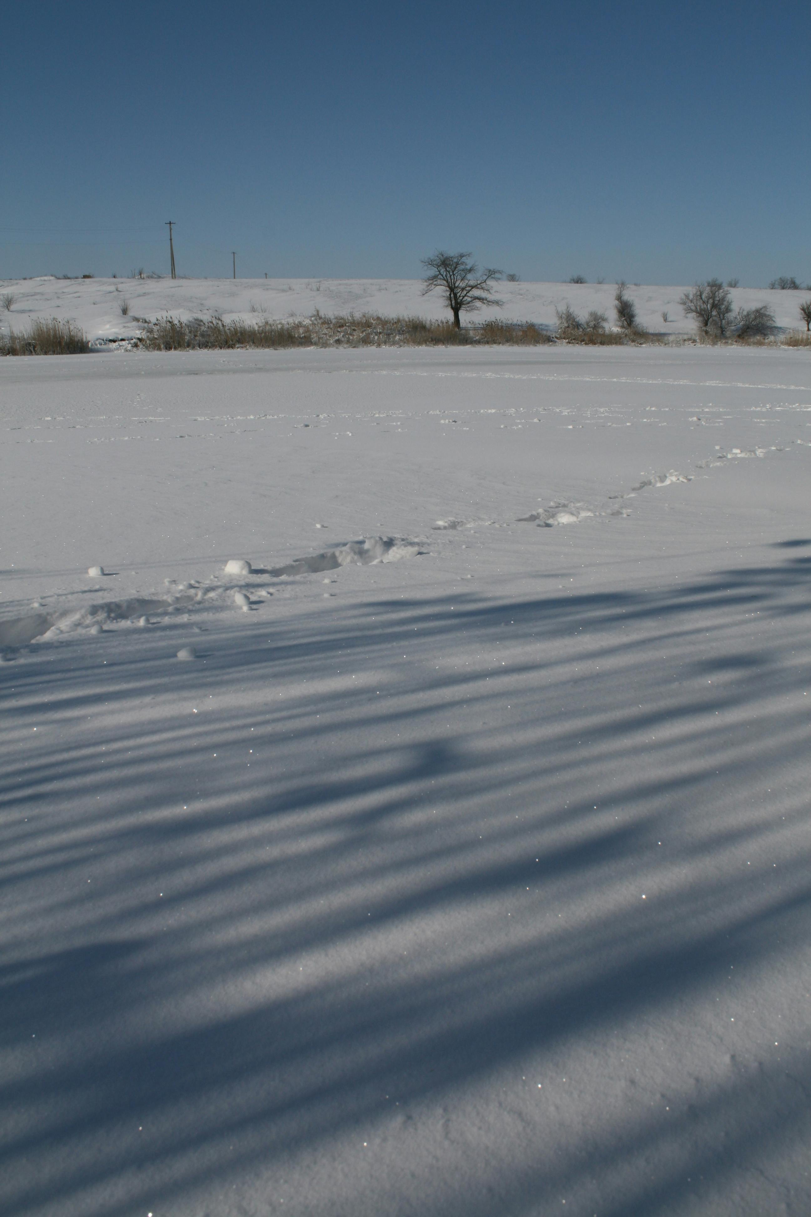 A Snow-Covered Field · Free Stock Photo