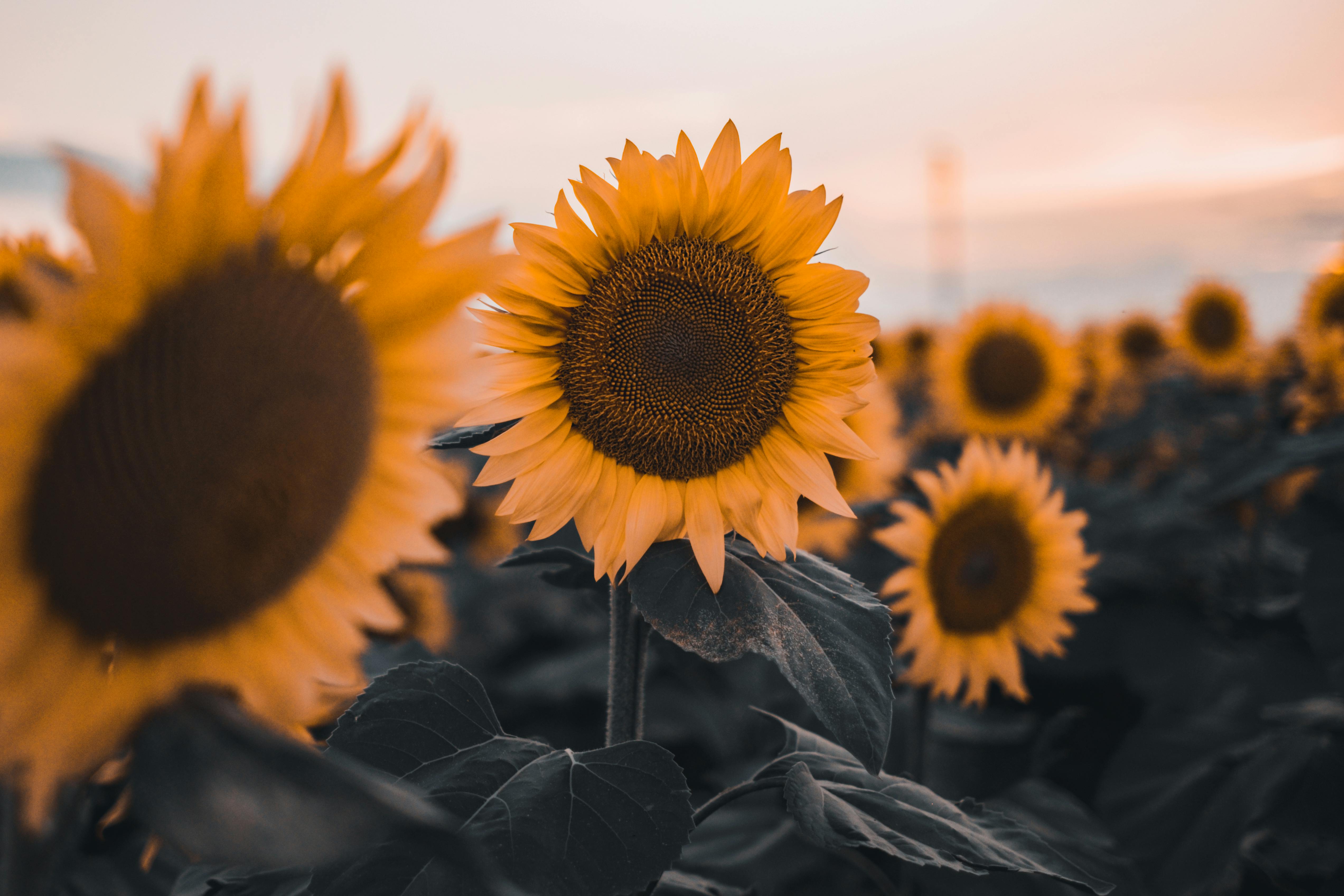 Four Sunflowers in Bloom on Teal Surface · Free Stock Photo