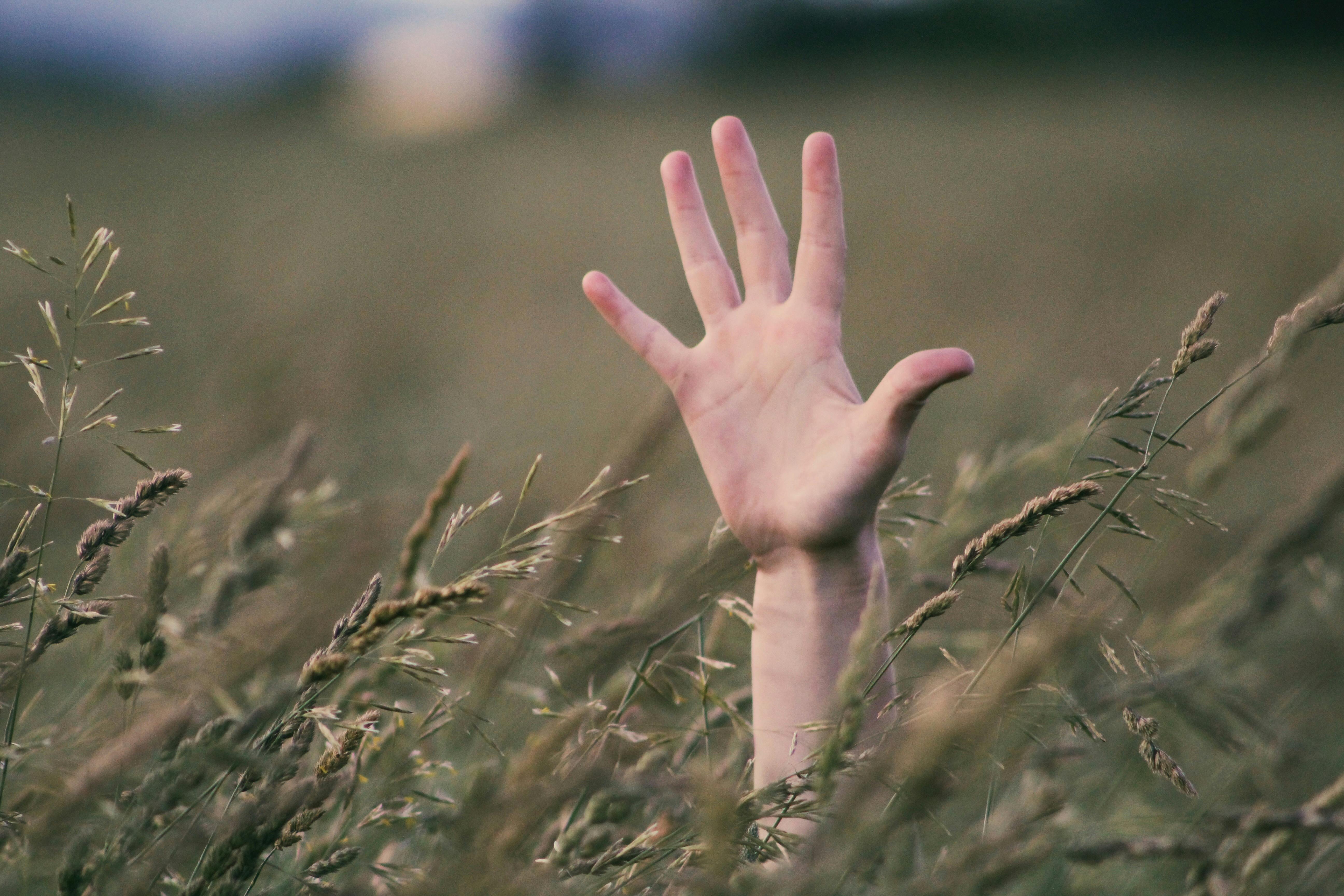 Person's Hand · Free Stock Photo