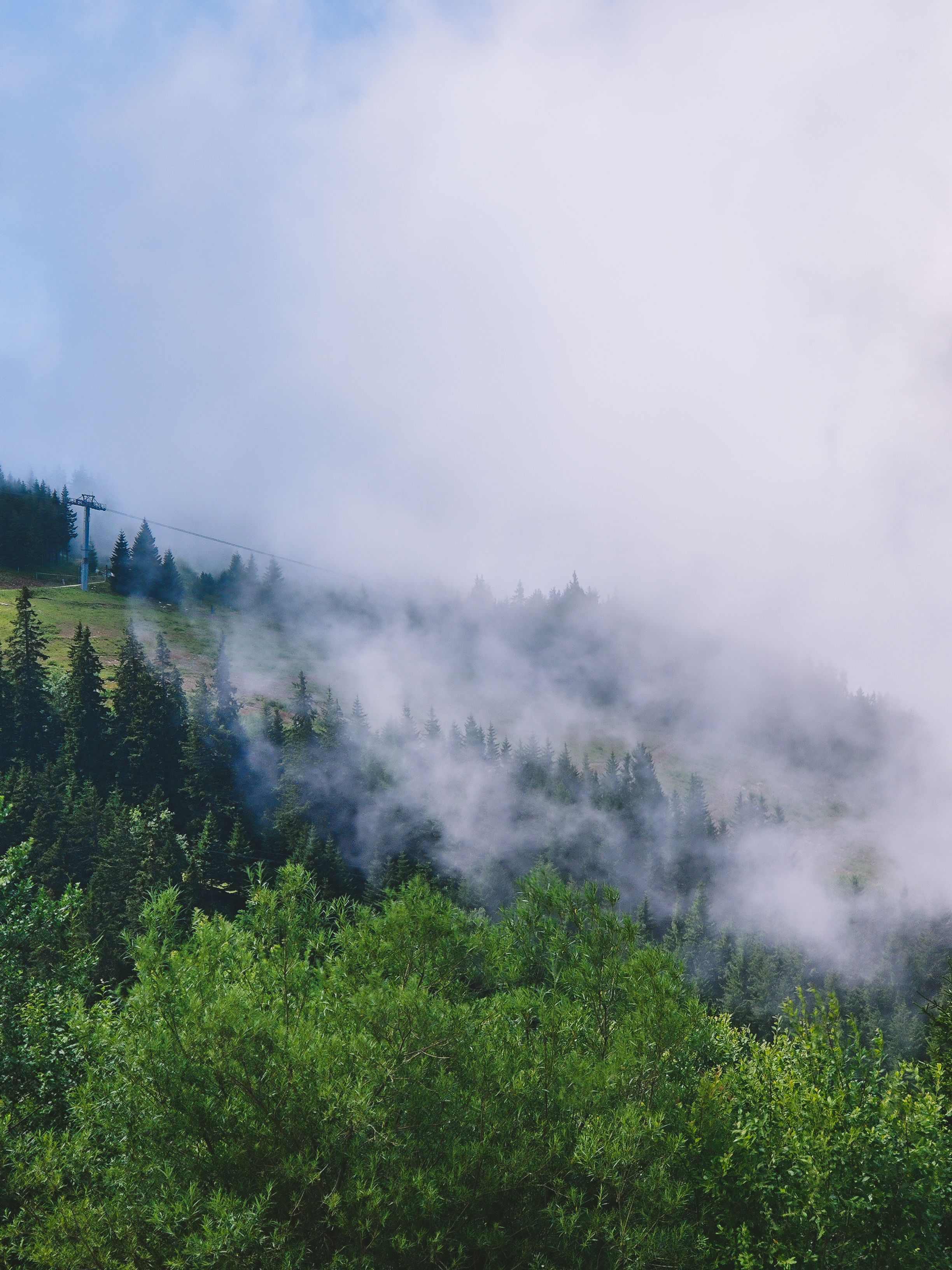 Green Forest during Foggy Weather · Free Stock Photo