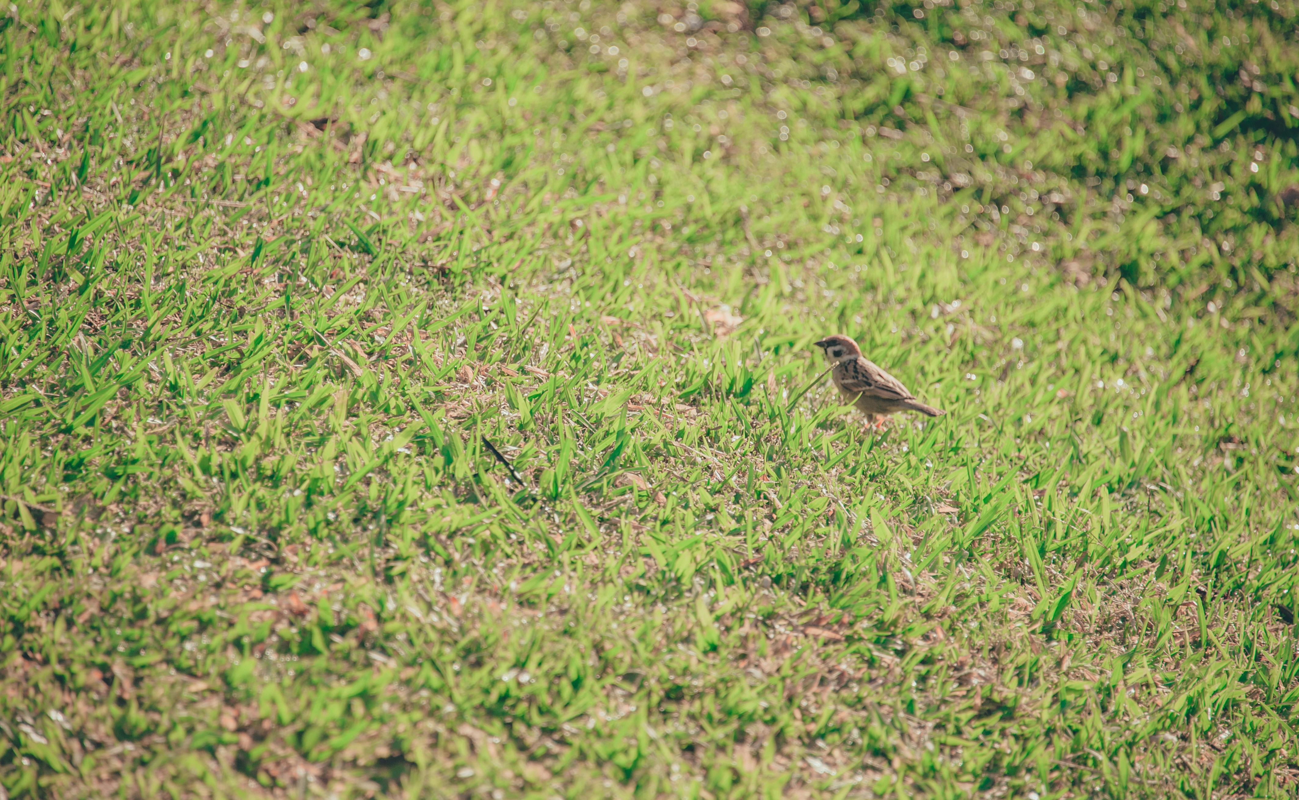 Brown Bird on Grass Lawn · Free Stock Photo