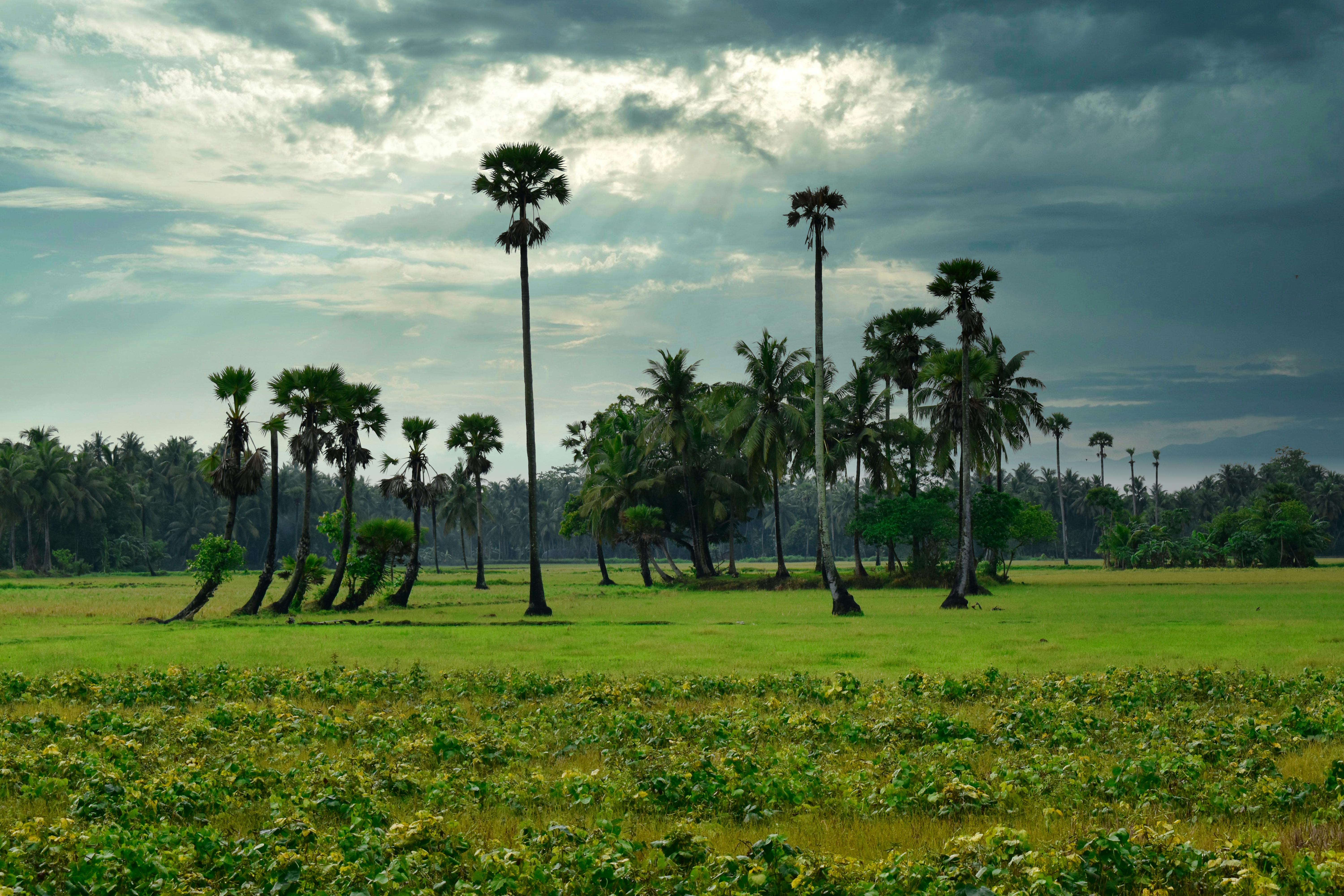 Palm Trees on the Grass Field · Free Stock Photo
