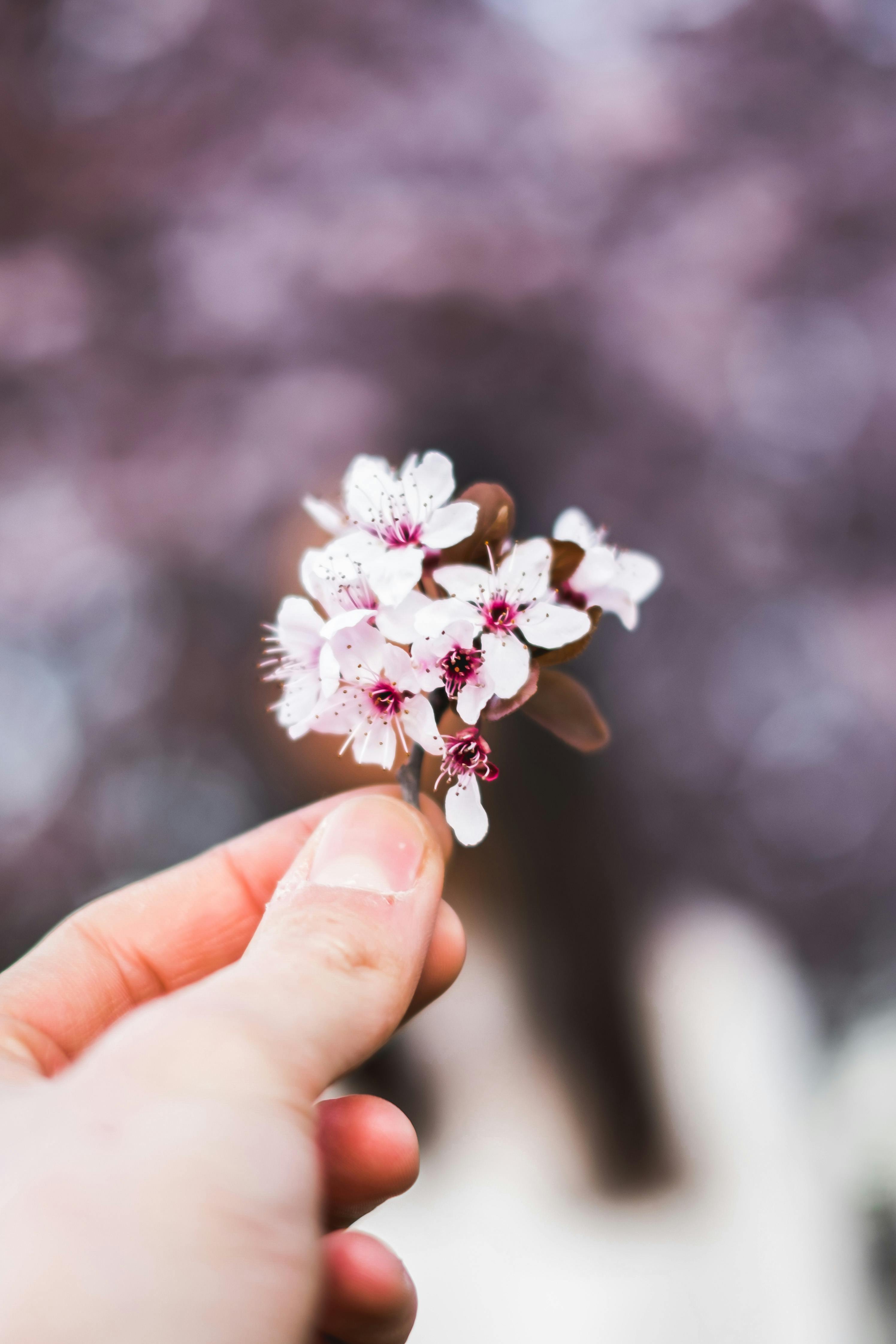 Person Handing Over a Flower · Free Stock Photo