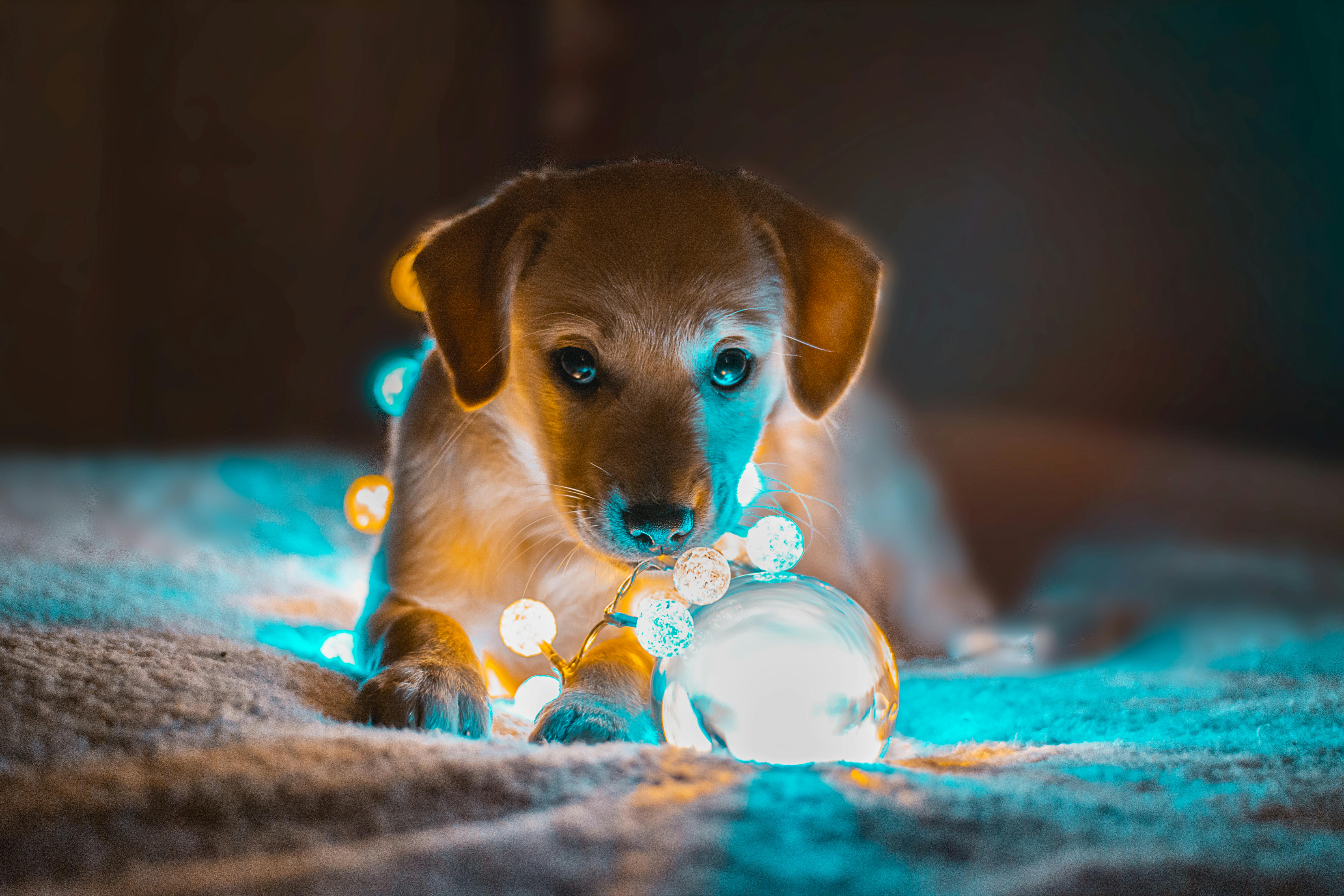 Cute Puppy Wrapped in Fairy Lights · Free Stock Photo