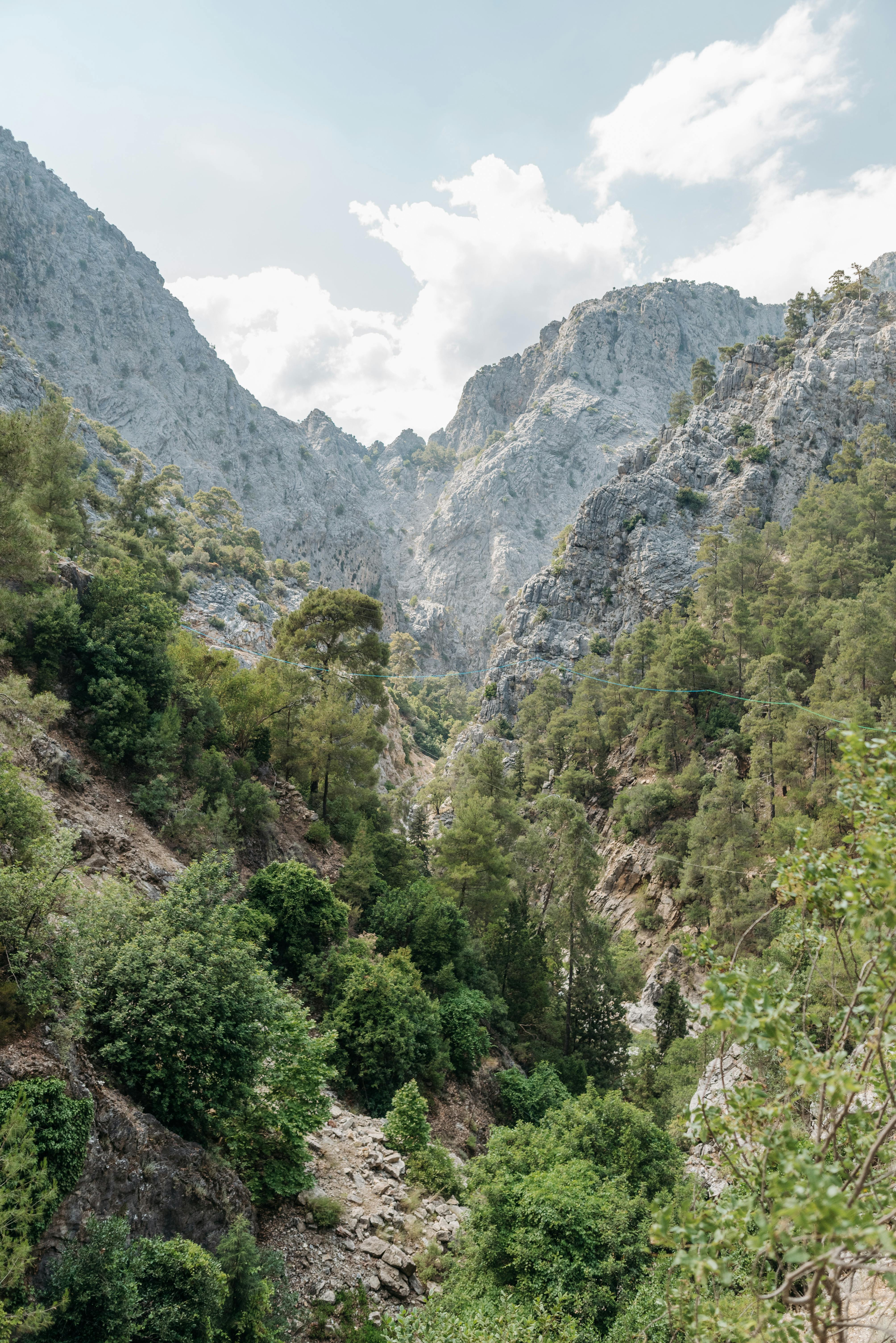 Trees on a Rocky Mountain · Free Stock Photo