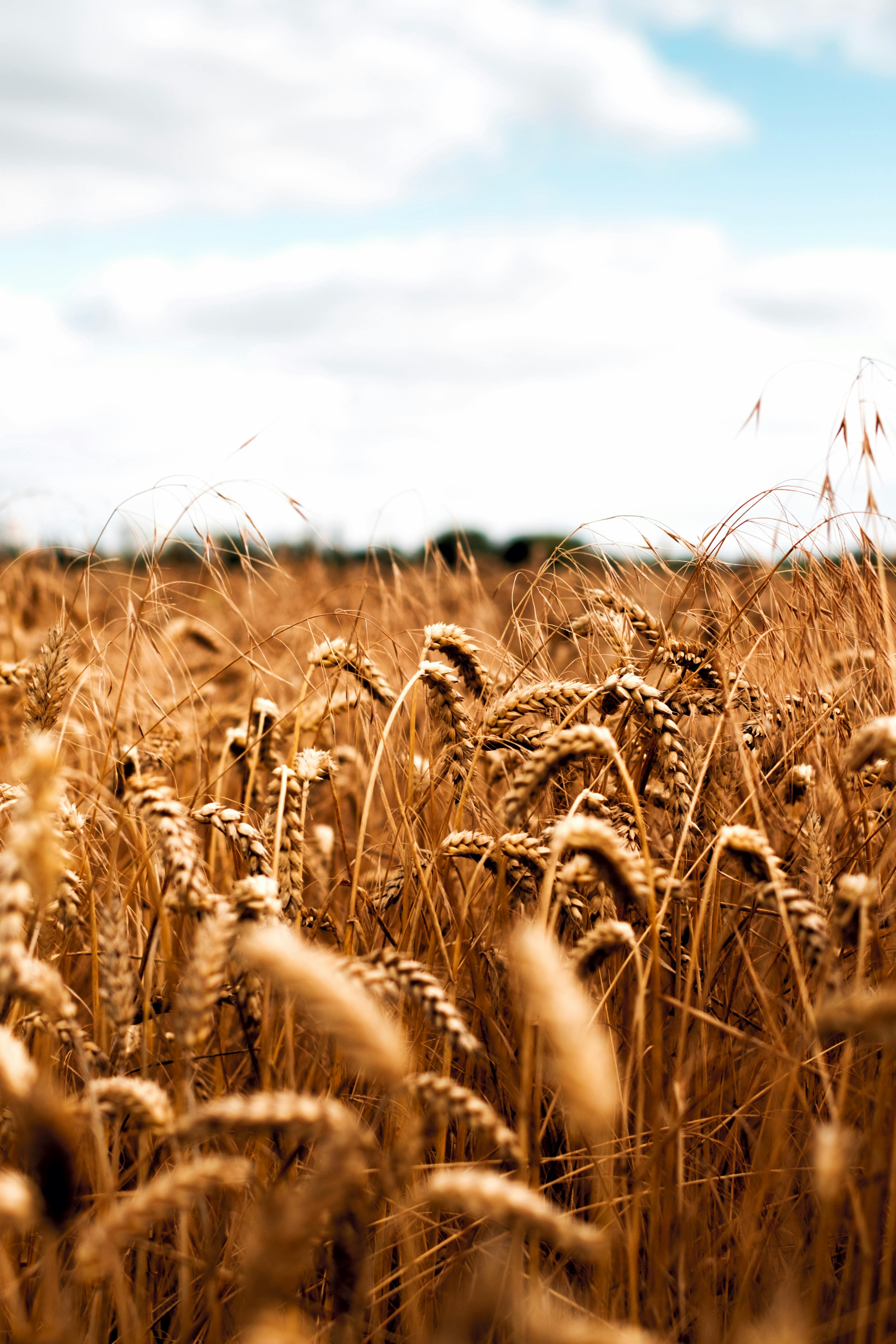 Close-Up of a Wheat Field · Free Stock Photo