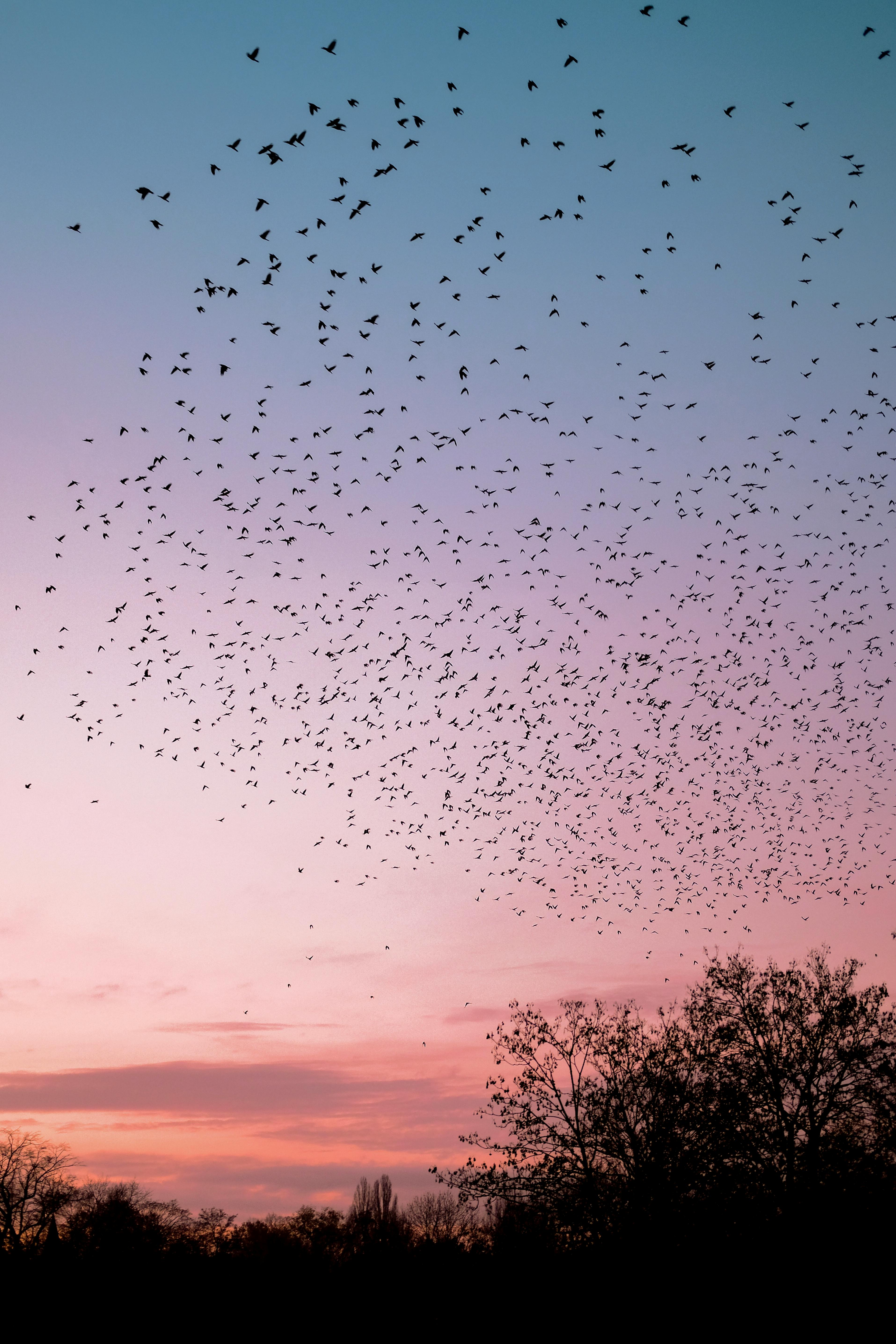 Flock of Birds Flying Over The Trees · Free Stock Photo