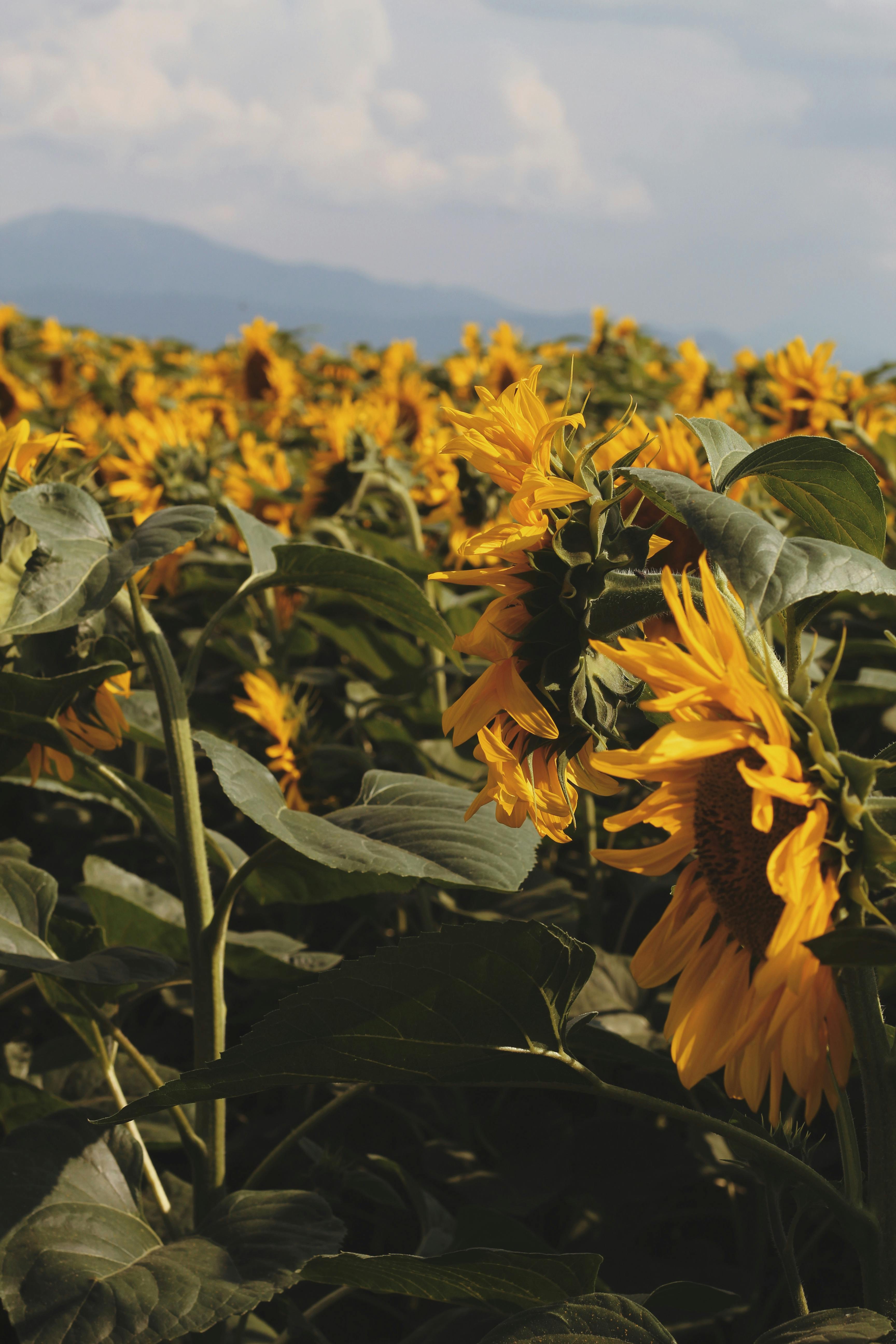 Sunflowers in Bloom · Free Stock Photo