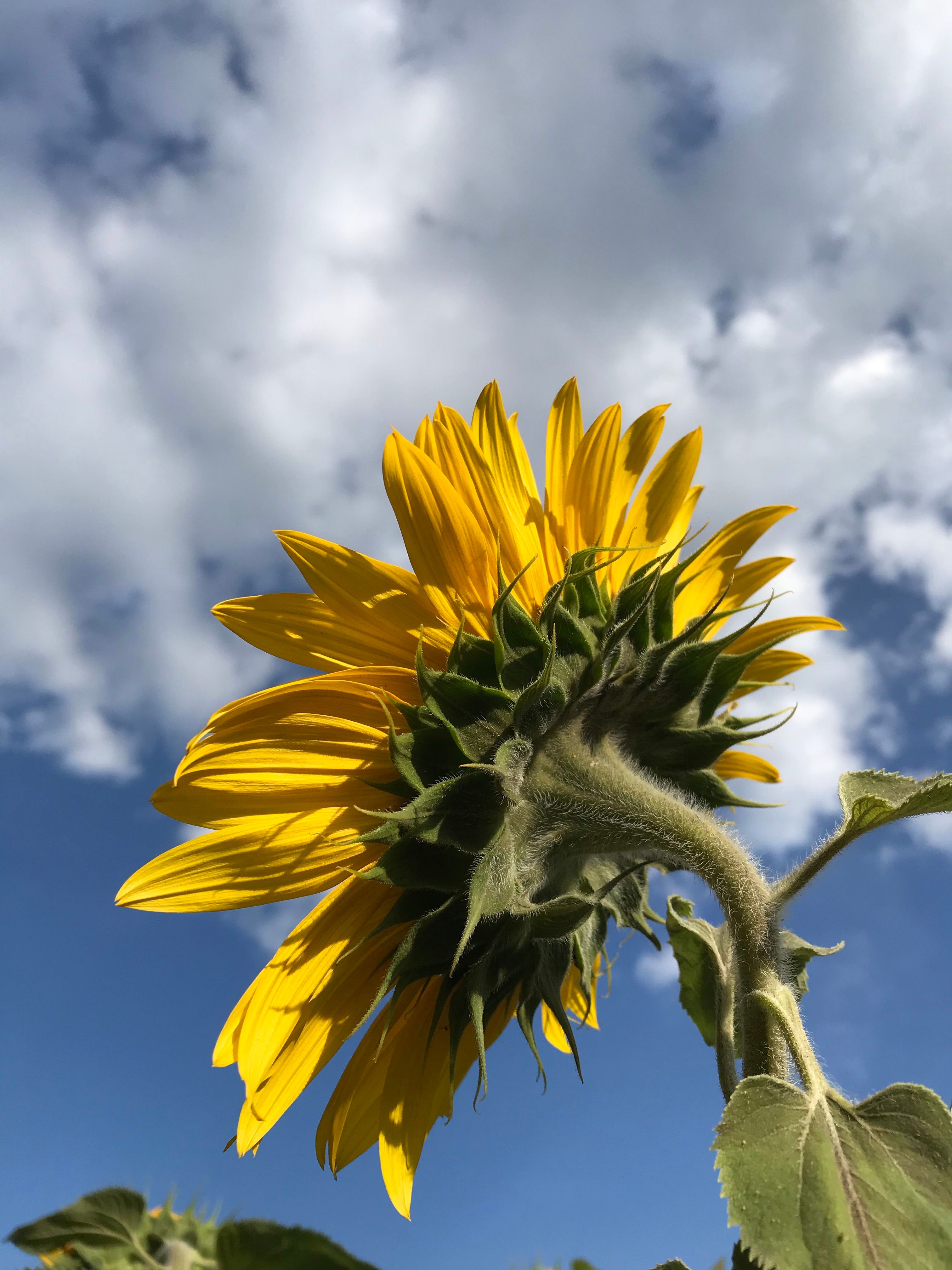 Sky And Sunflower Photos, Download The BEST Free Sky And Sunflower ...