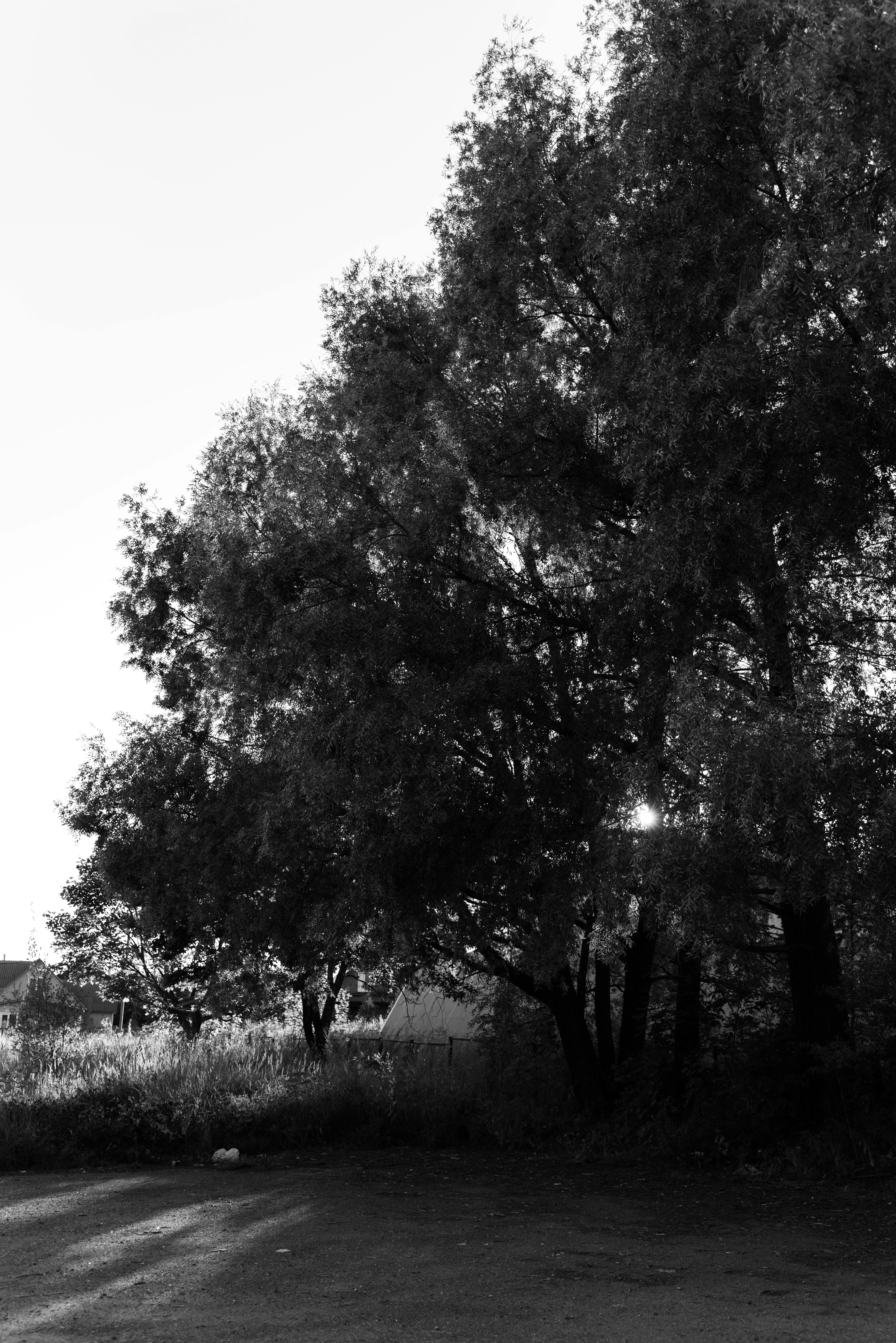 Grayscale Photo of Trees · Free Stock Photo
